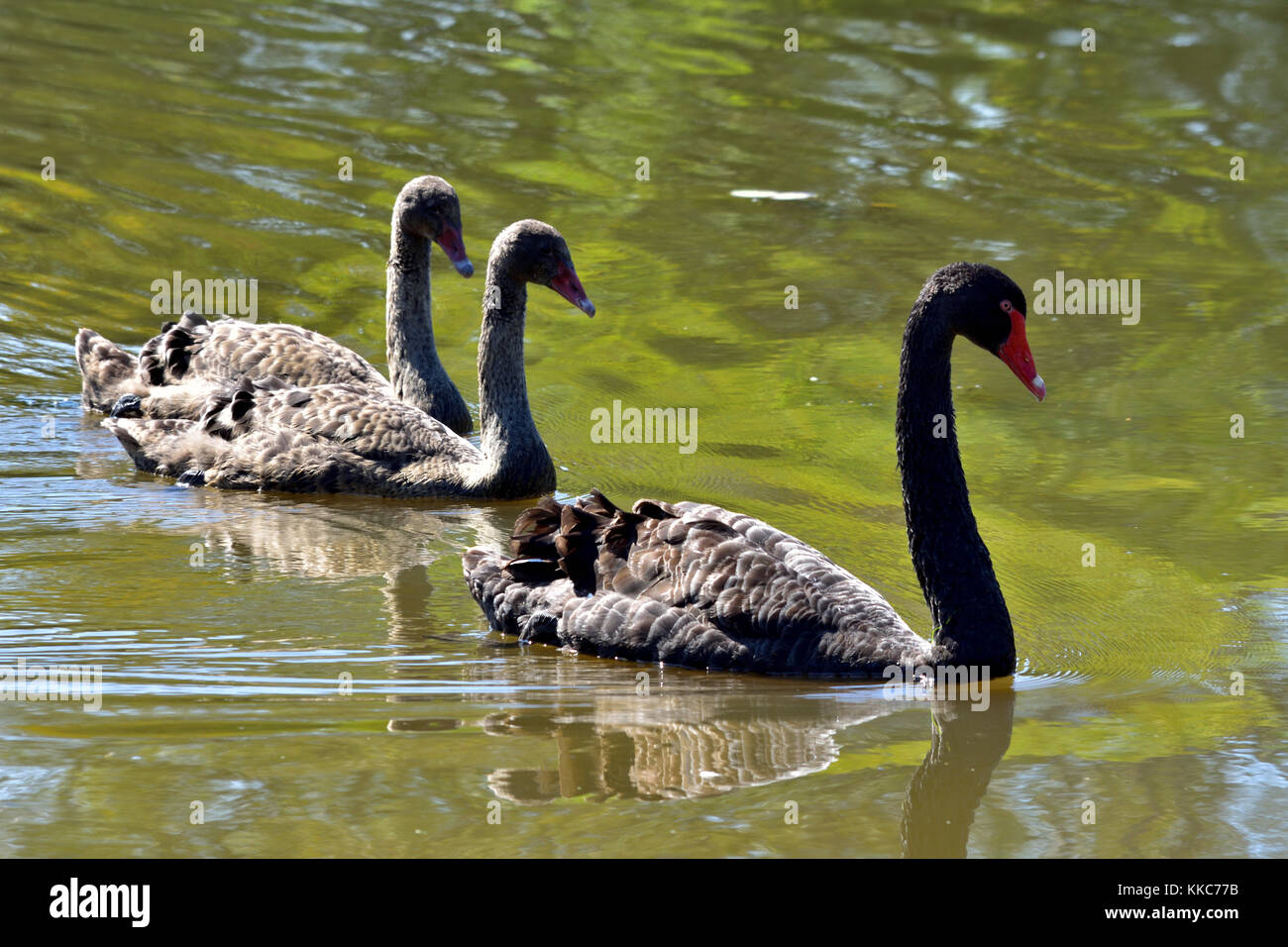 Australian Black Swan Photo High Resolution Stock Photography and ...