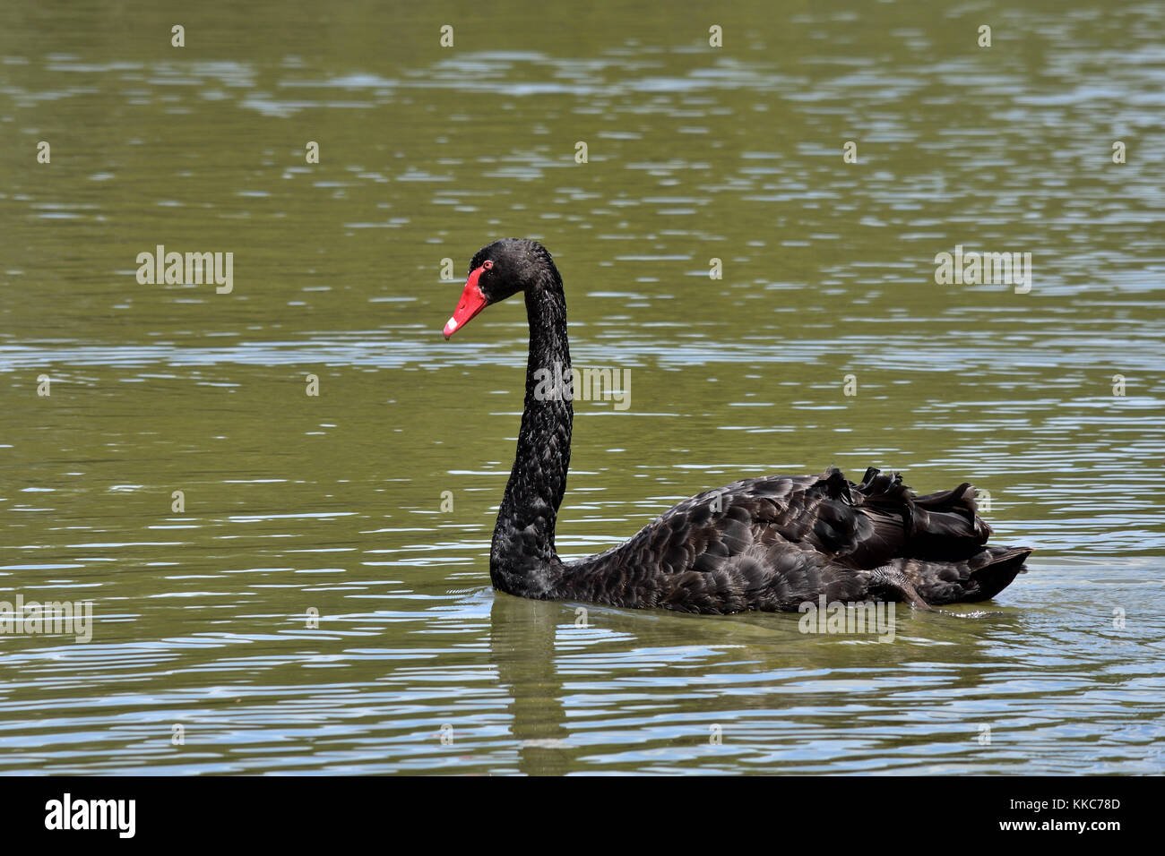Australian Black Swan Photo High Resolution Stock Photography and ...