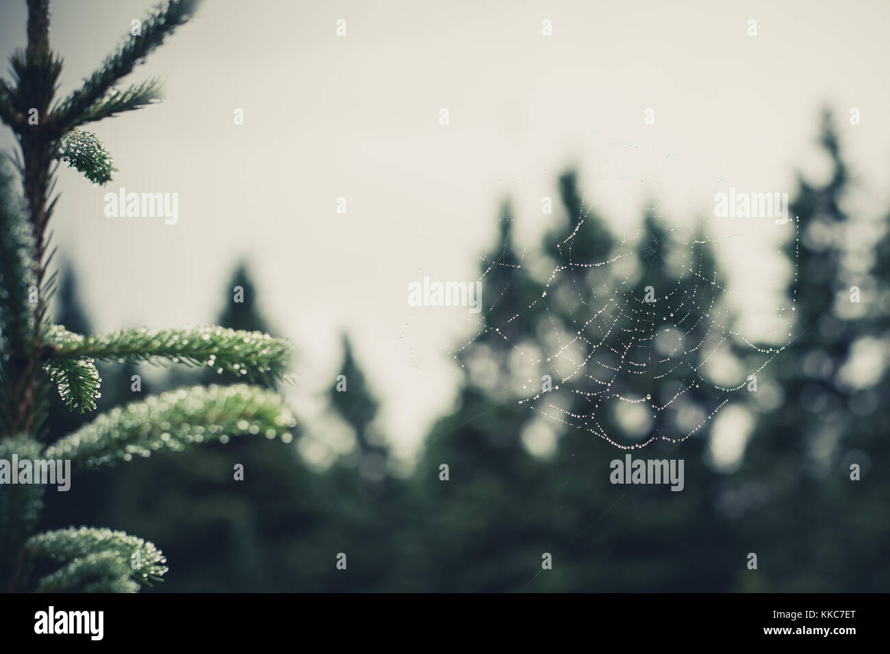 Spiderweb on Spruce Stock Photo - Alamy