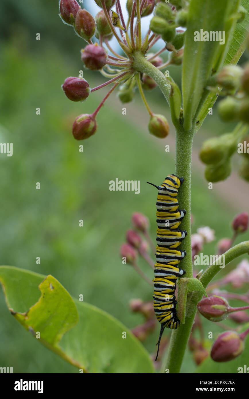 Monarch Larva on Milkweed Stock Photo - Alamy