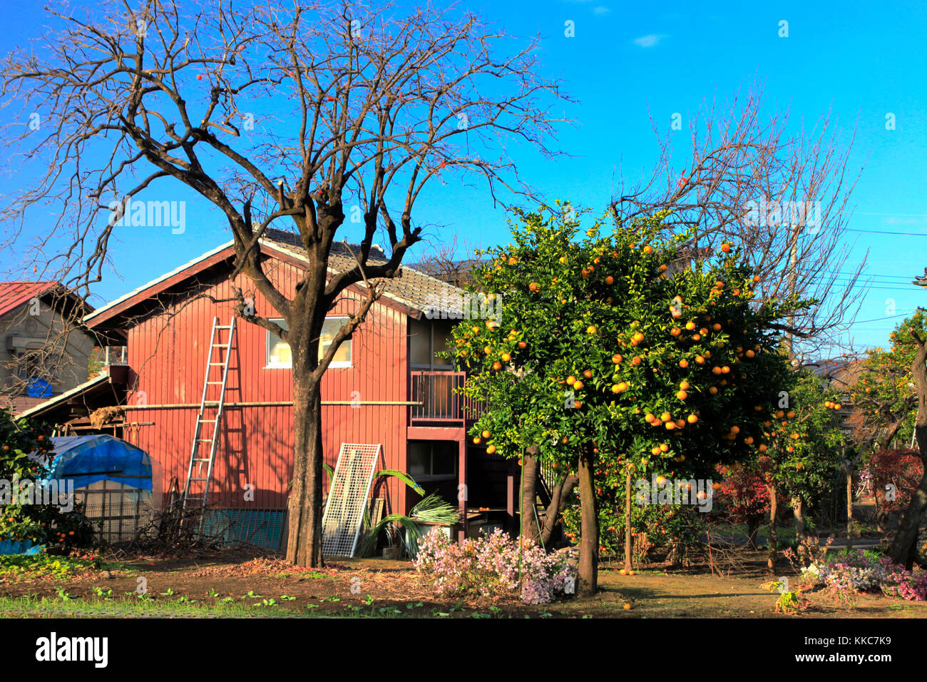 A Farm Garden in Higashimurayama city Western Tokyo Japan Stock Photo ...