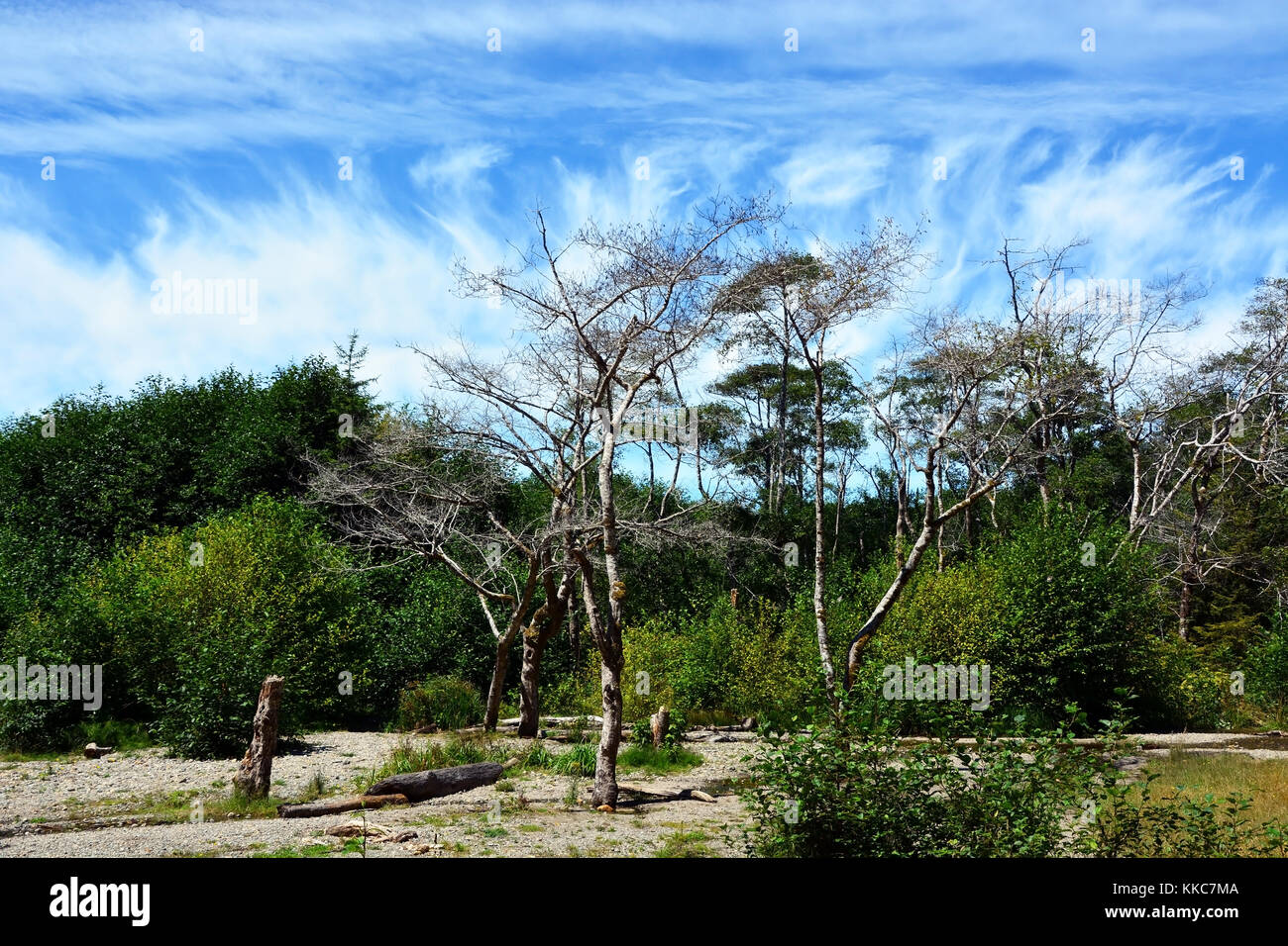 Landscape with dead trees Stock Photo - Alamy