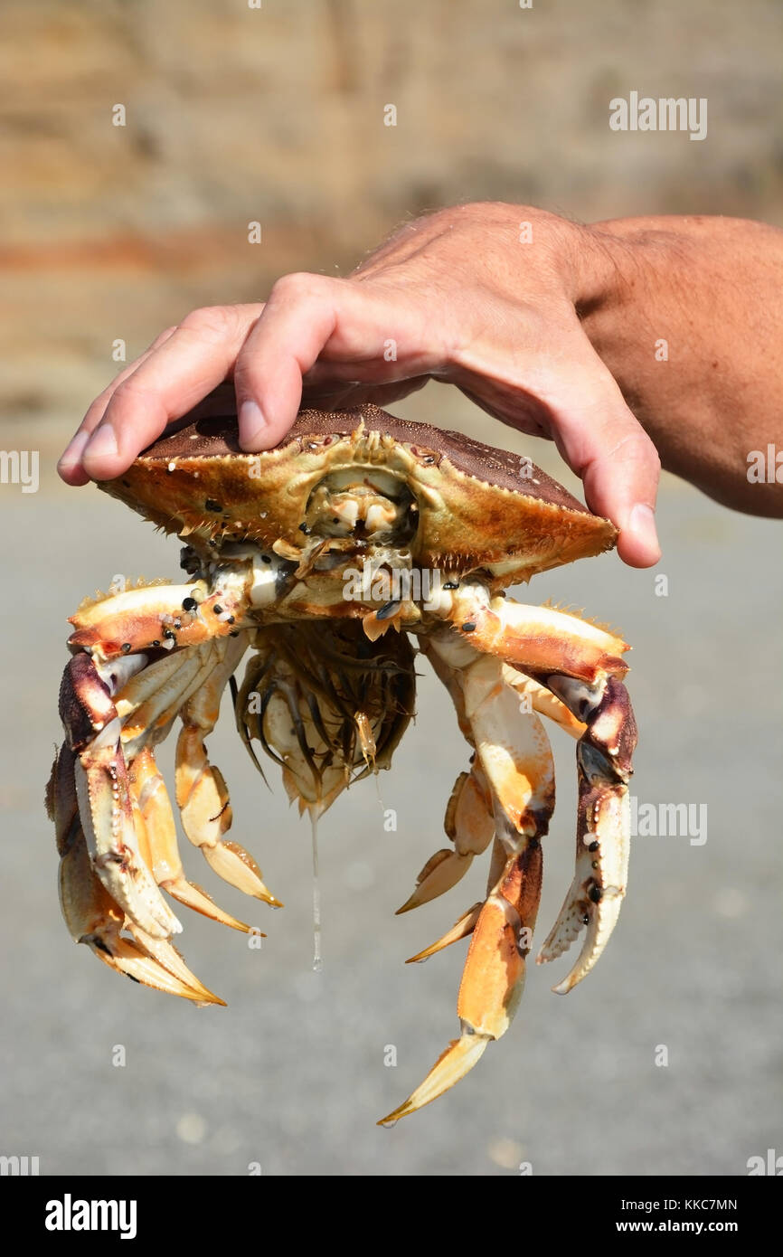 Crab in the man hand Stock Photo - Alamy