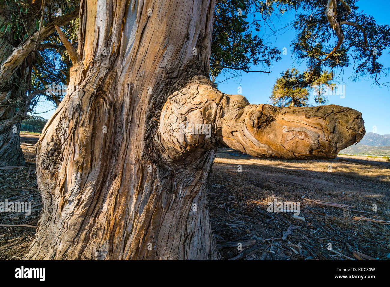 Gnarled eucalyptus tree trunk with rough and peeling bark, Carpinteria ...