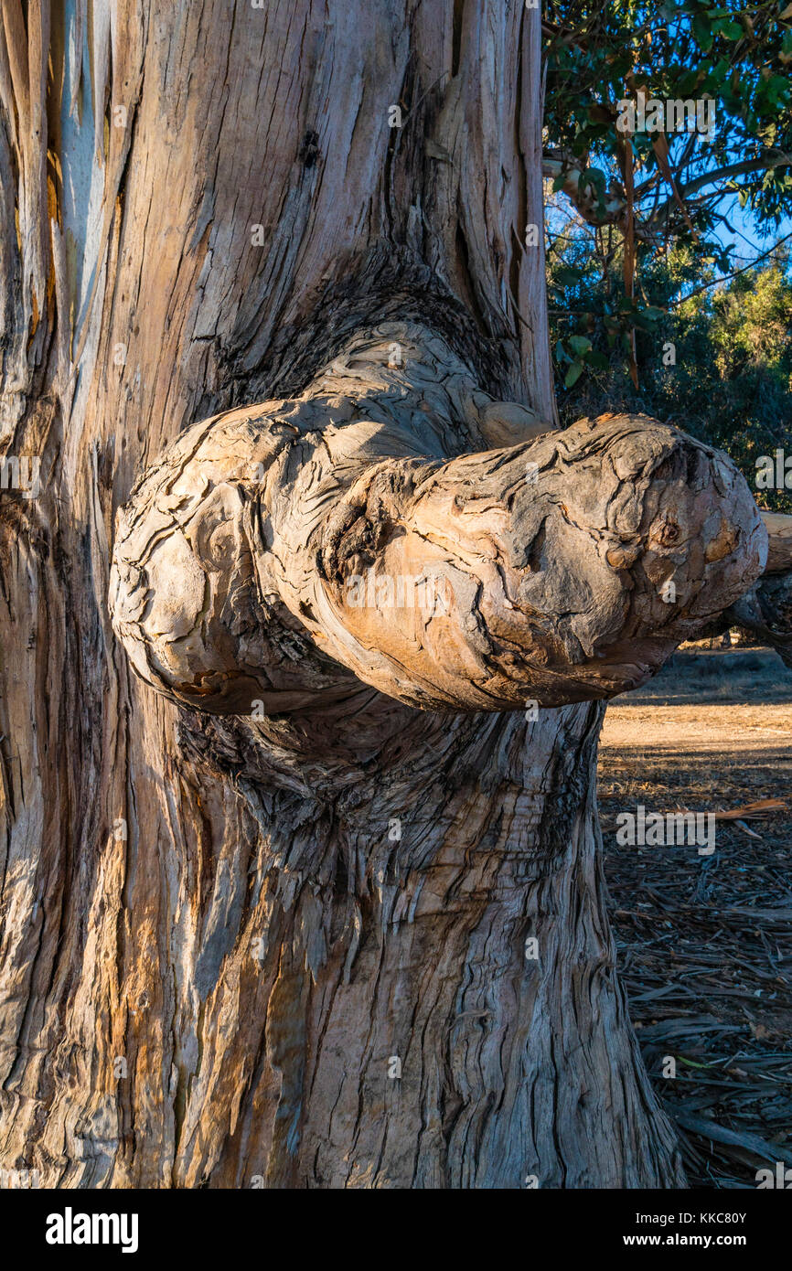 Gnarled eucalyptus tree trunk with rough and peeling bark, Carpinteria ...