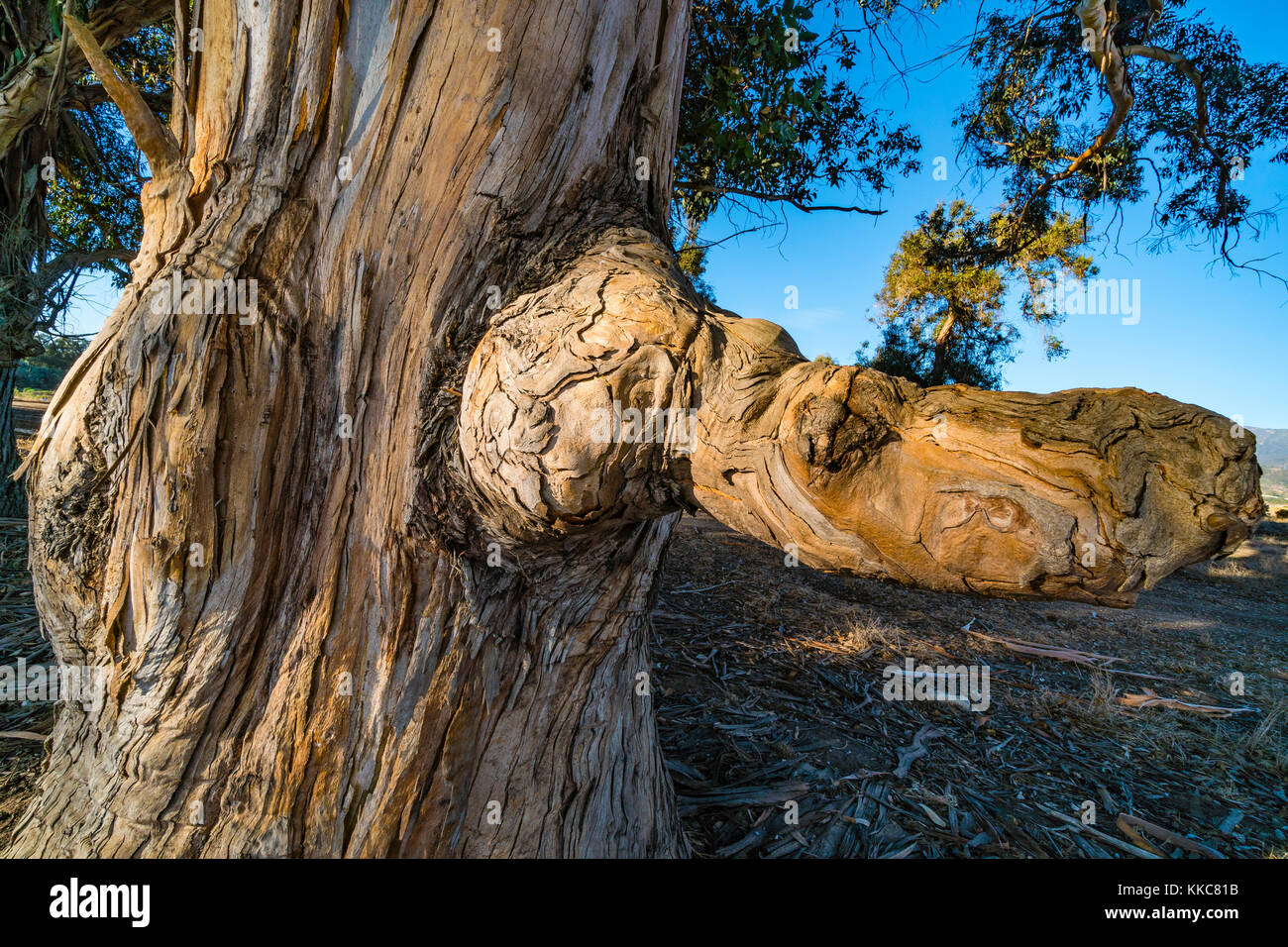 Gnarled eucalyptus tree trunk with rough and peeling bark, Carpinteria ...