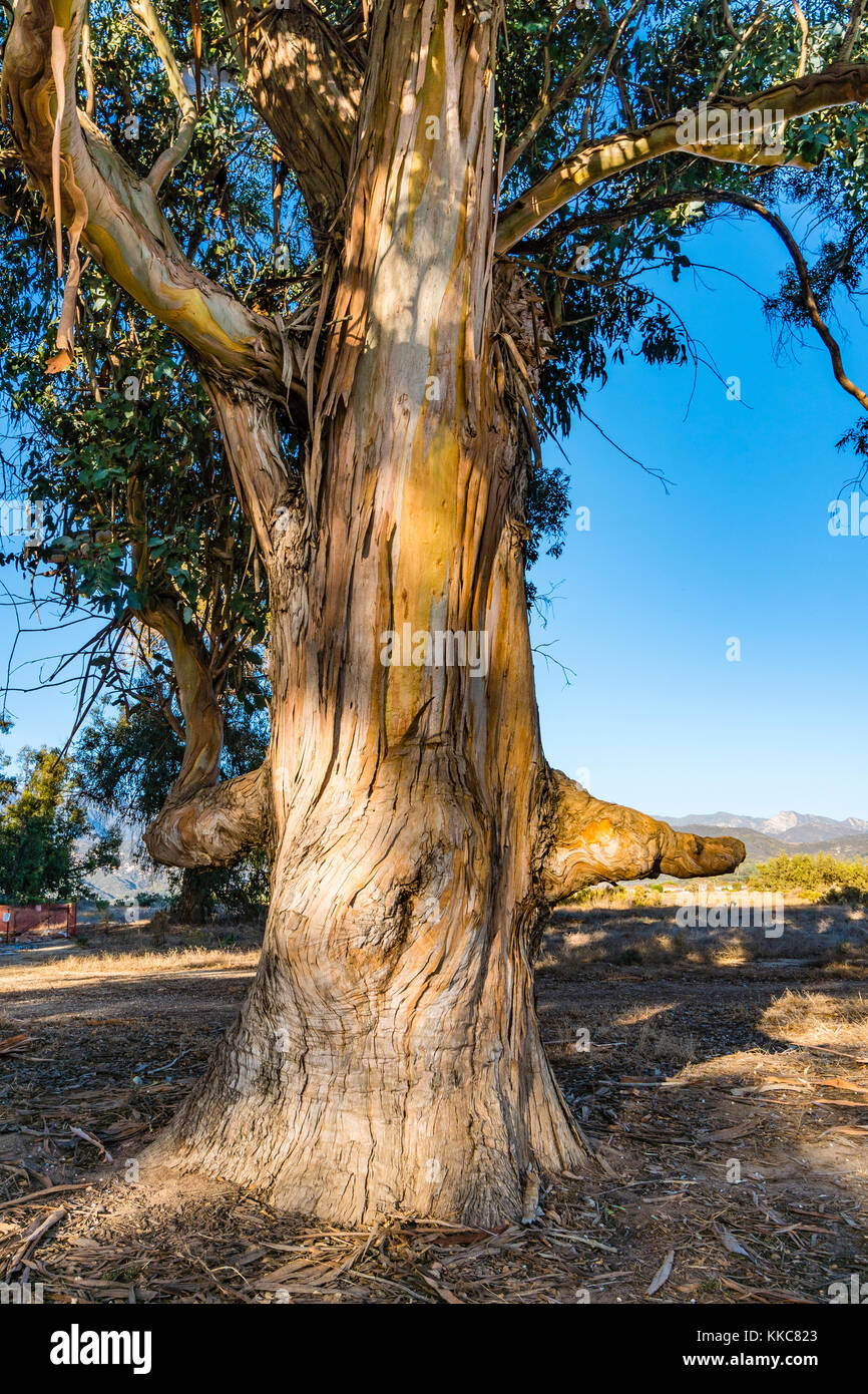 Gnarled eucalyptus tree trunk with rough and peeling bark, Carpinteria ...