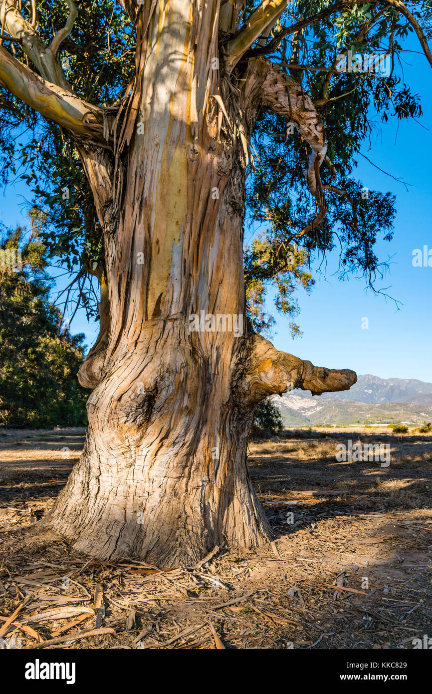 Gnarled eucalyptus tree trunk with rough and peeling bark, Carpinteria ...