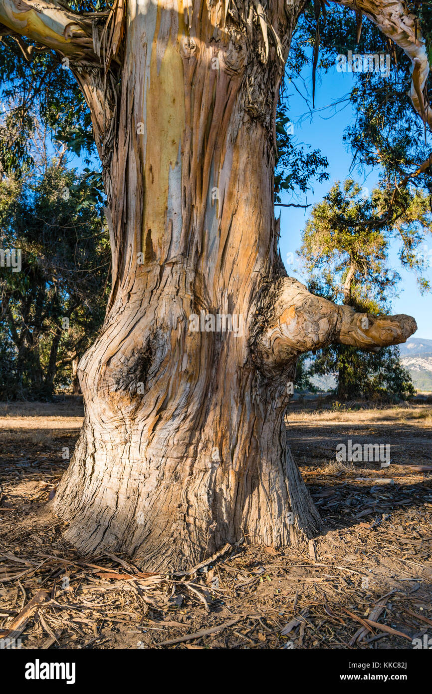 Gnarled eucalyptus tree trunk with rough and peeling bark, Carpinteria ...