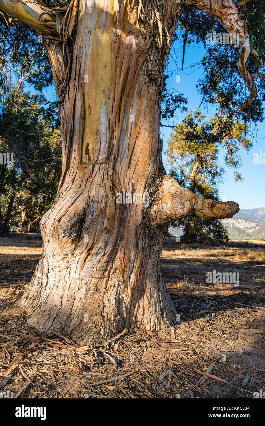 Gnarled eucalyptus tree trunk with rough and peeling bark, Carpinteria ...