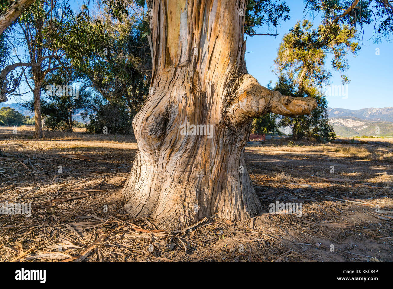 Gnarled eucalyptus tree trunk with rough and peeling bark, Carpinteria ...