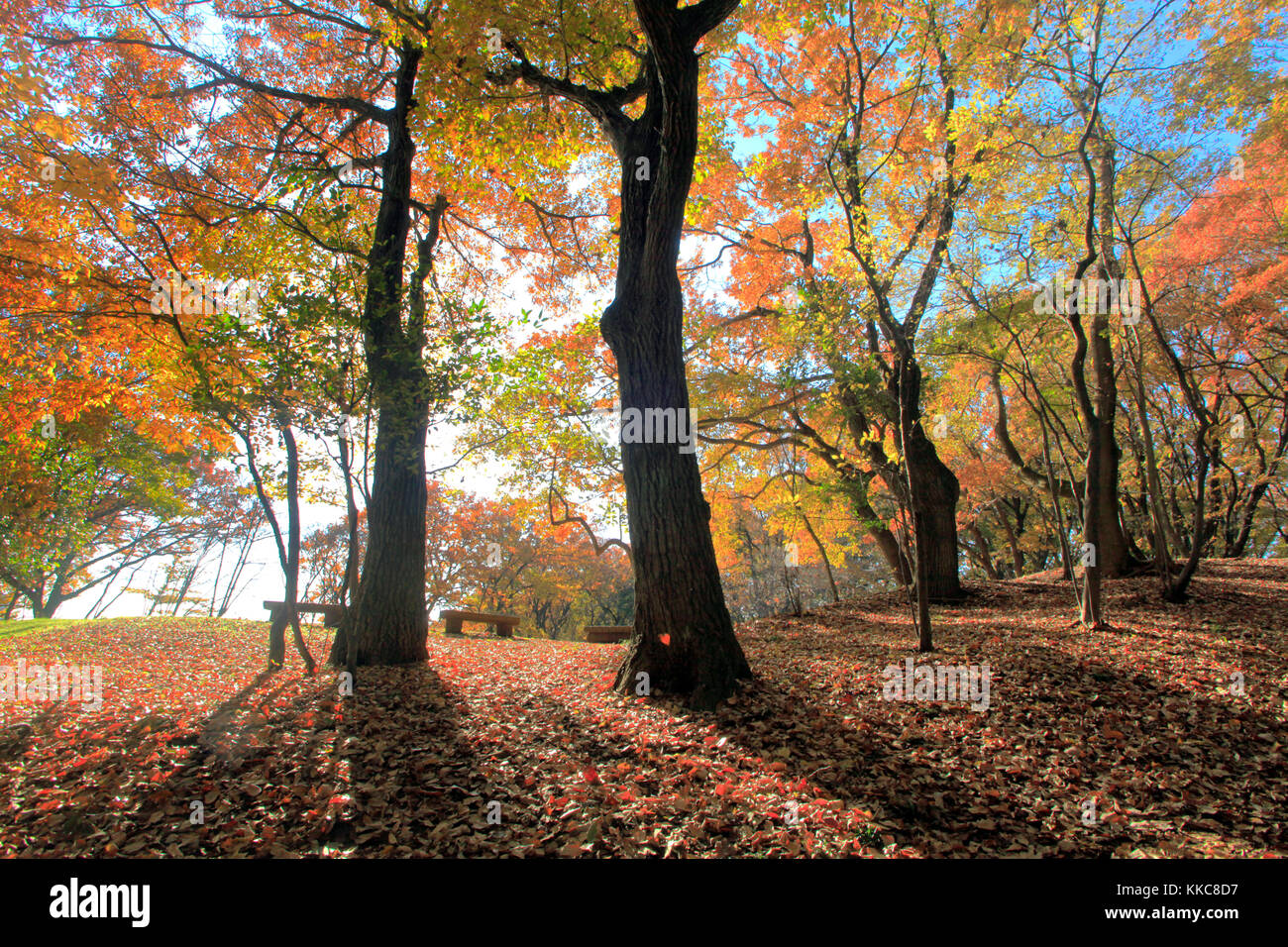 Hachikokuyama Park in Higashimurayama city Western Tokyo Japan Stock ...