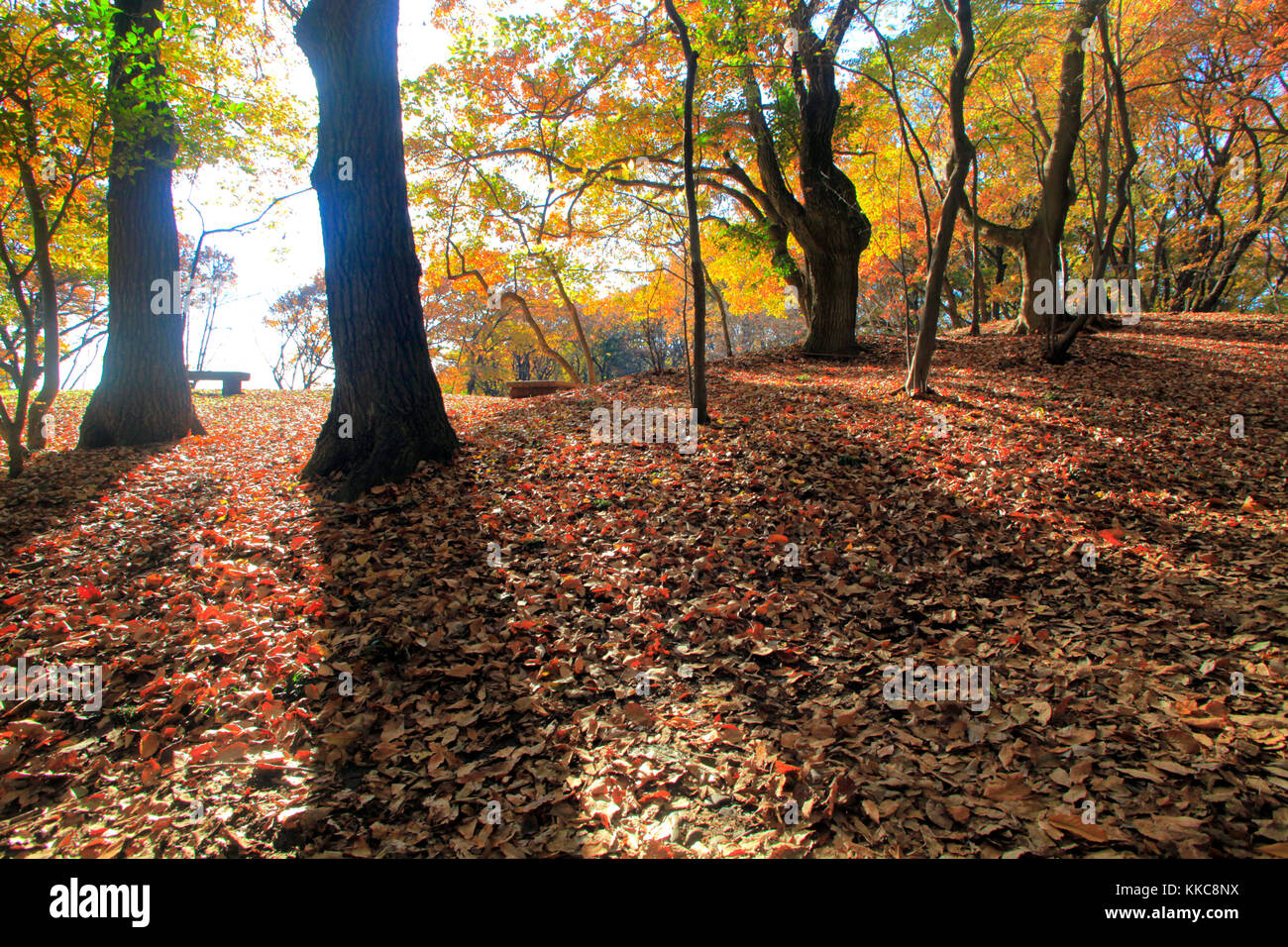 Hachikokuyama Park in Higashimurayama city Western Tokyo Japan Stock ...