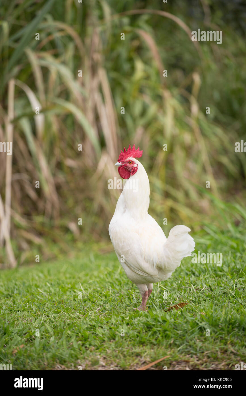 White rooster hi-res stock photography and images - Alamy