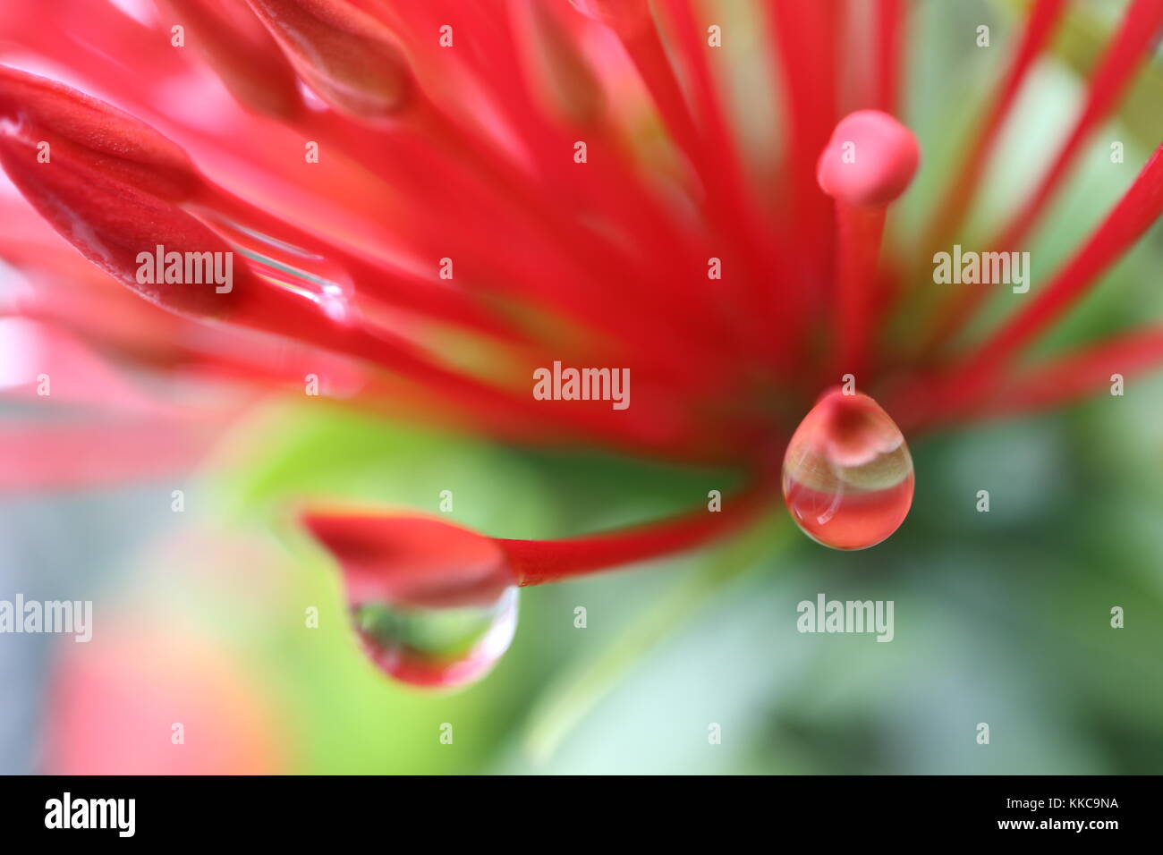 Teardrop flower hi-res stock photography and images - Alamy
