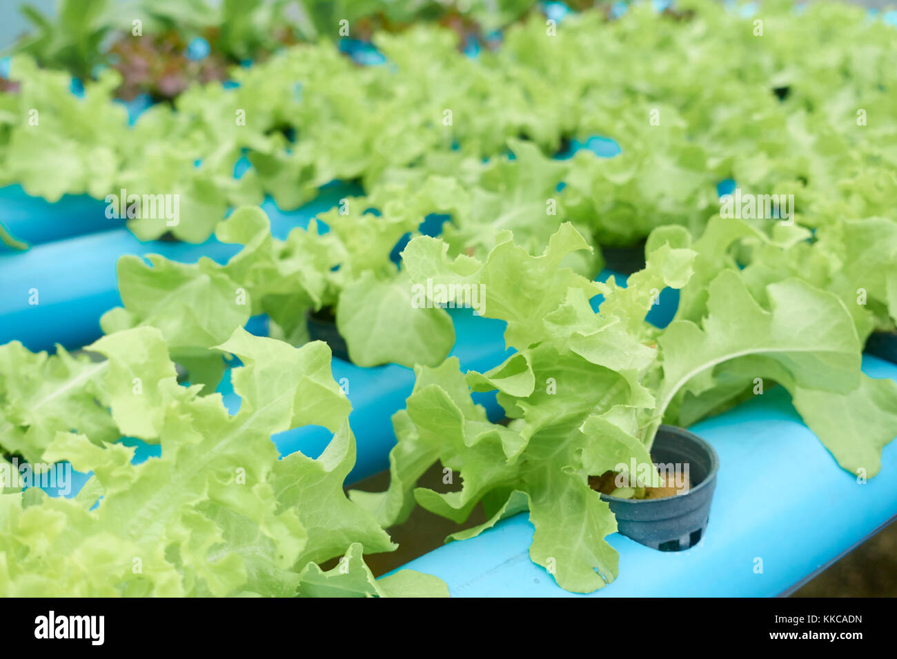 Hydroponic vegetables growing in greenhouse Stock Photo - Alamy