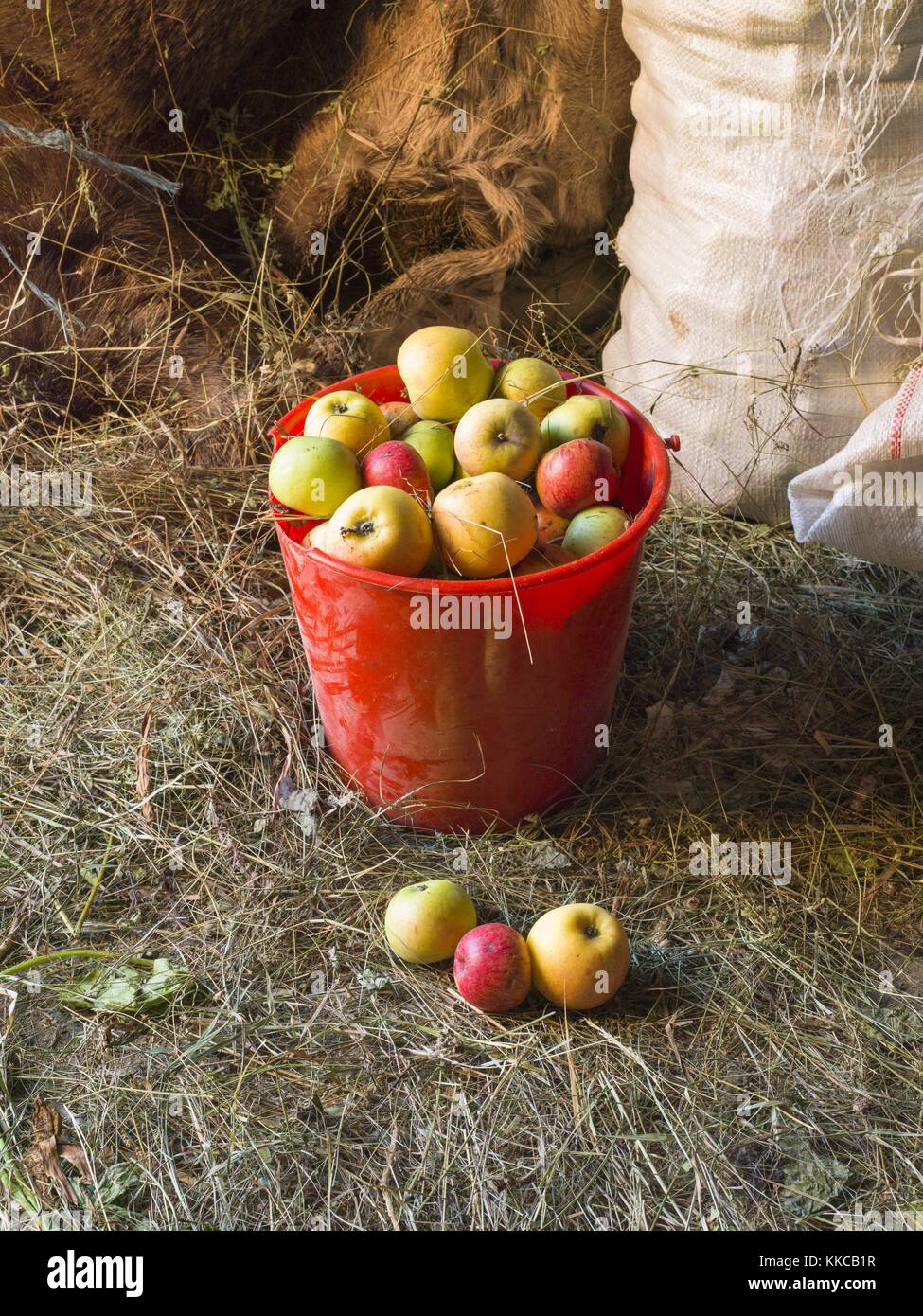 pail of assorted apples Stock Photo - Alamy