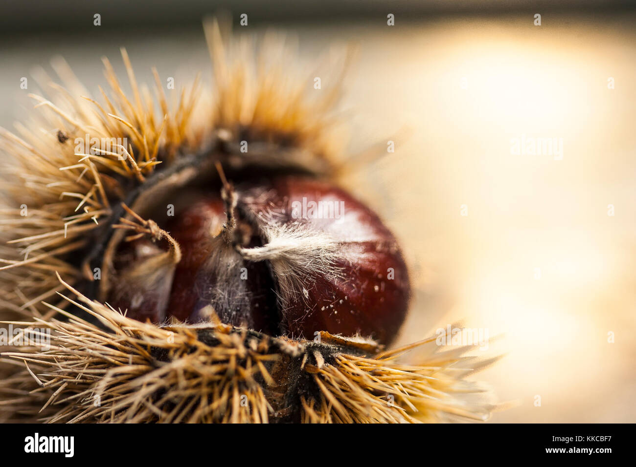 chestnut in shell Stock Photo - Alamy