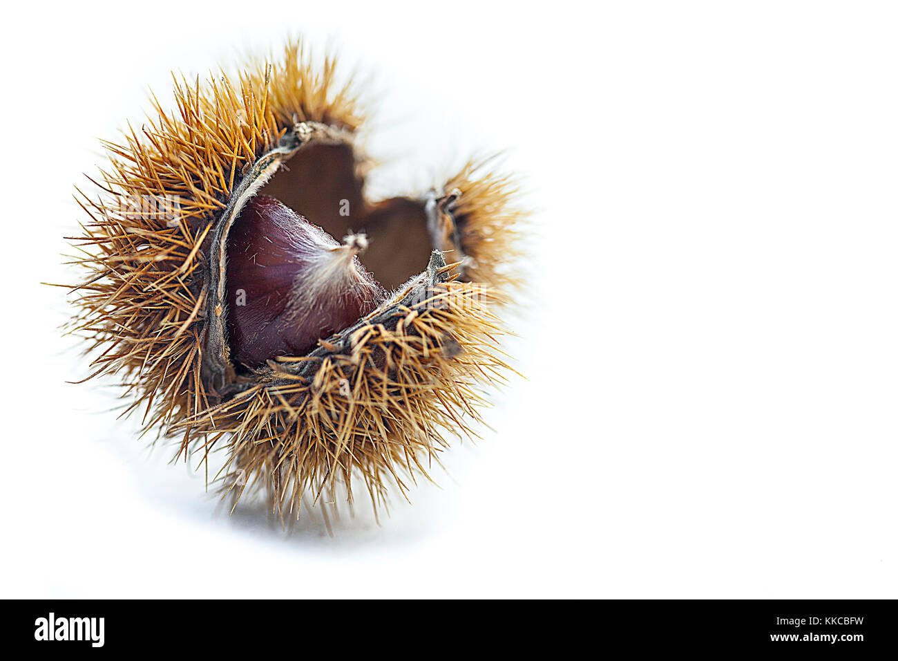 chestnut in shell fall season Stock Photo - Alamy