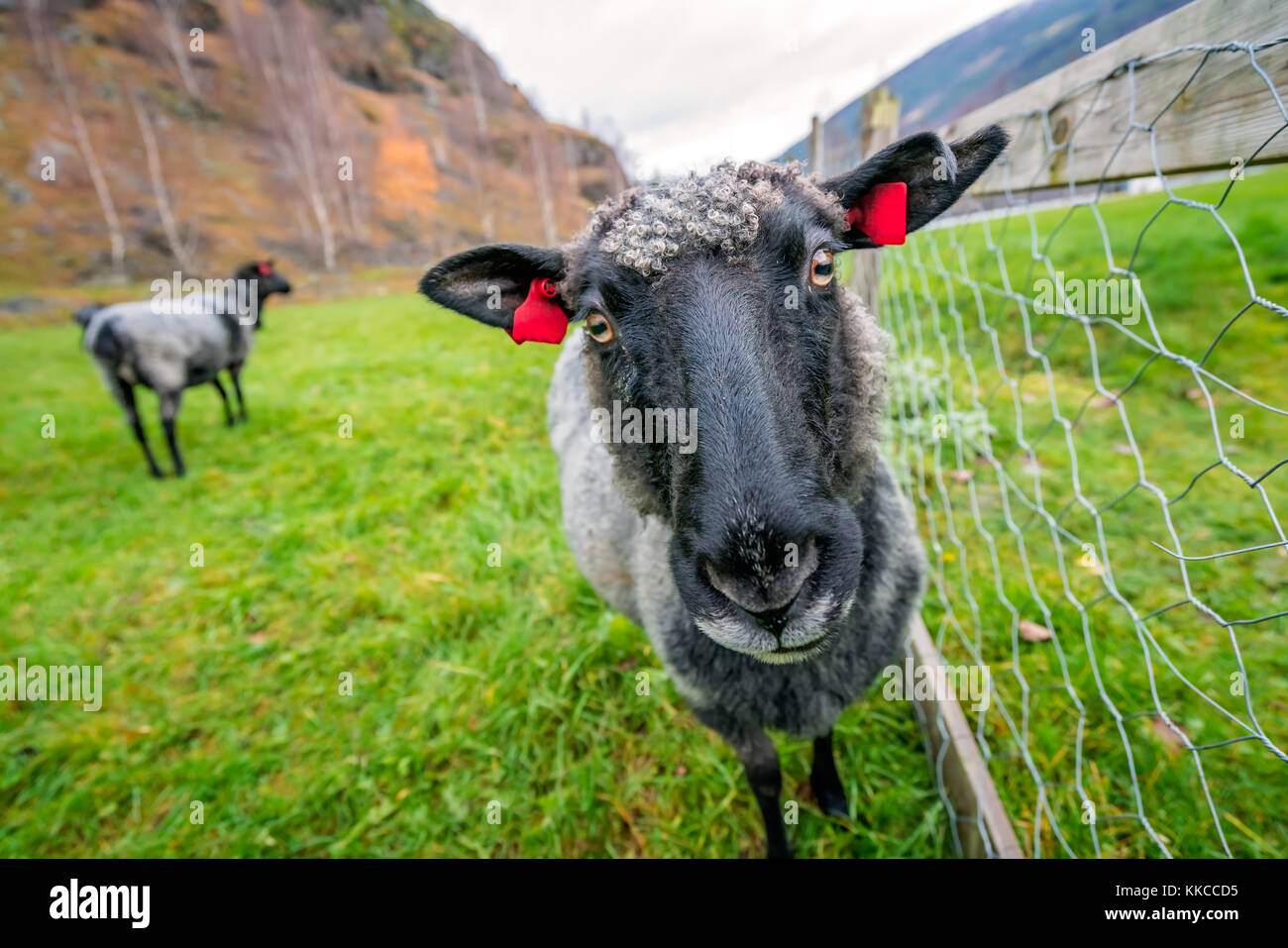 Goat head closeup, animal photographed on the meadow on a farm in ...