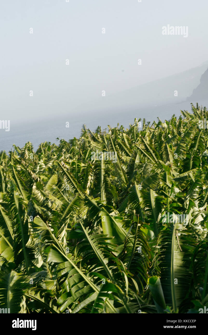banana plantation plantations bananas plant plants tenerife canary ...