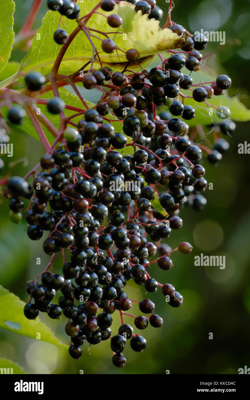 Elder Tree High Resolution Stock Photography and Images - Alamy