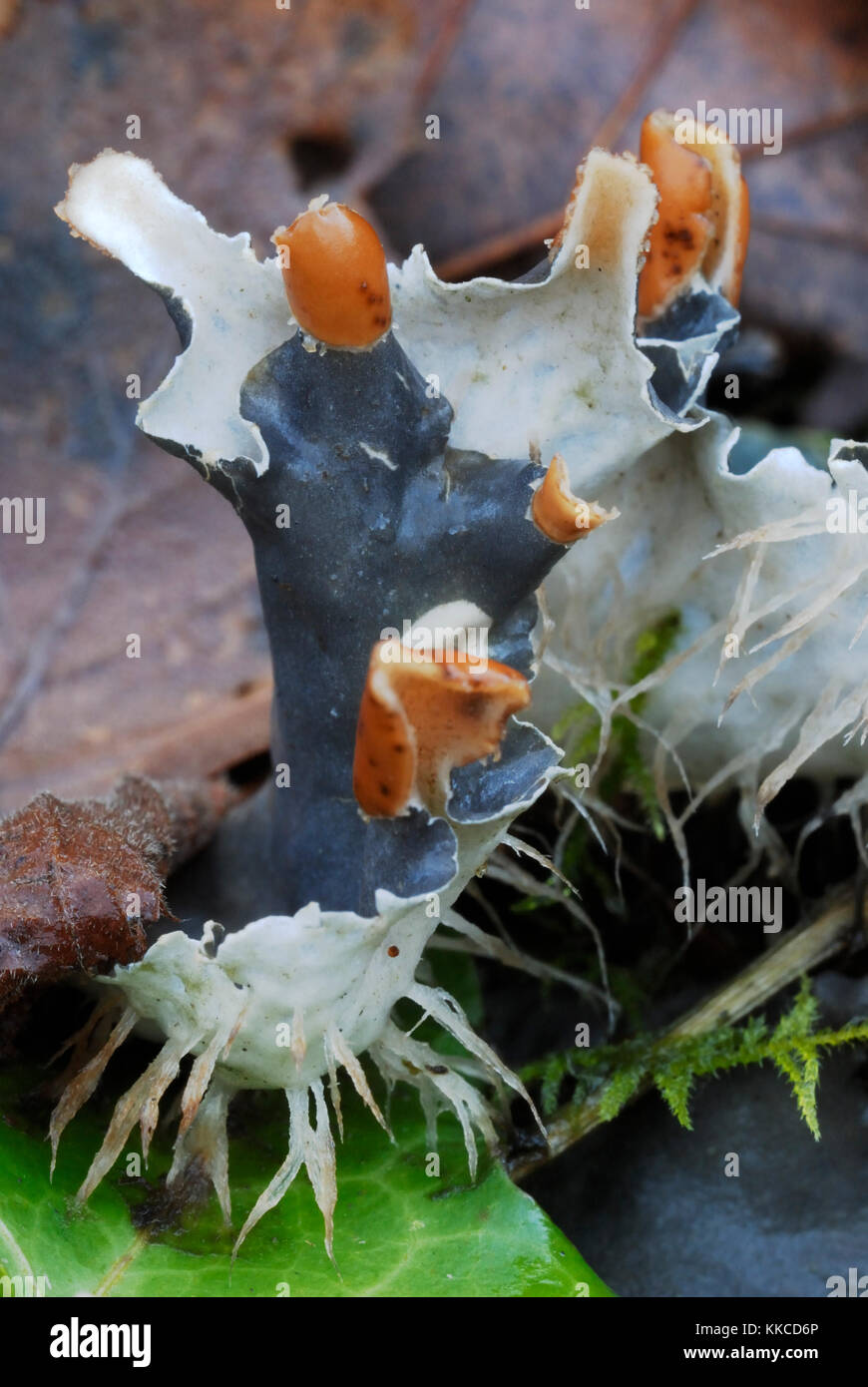 Close up of Dog Lichen, Peltigera canina, with fruiting bodies, Wales ...