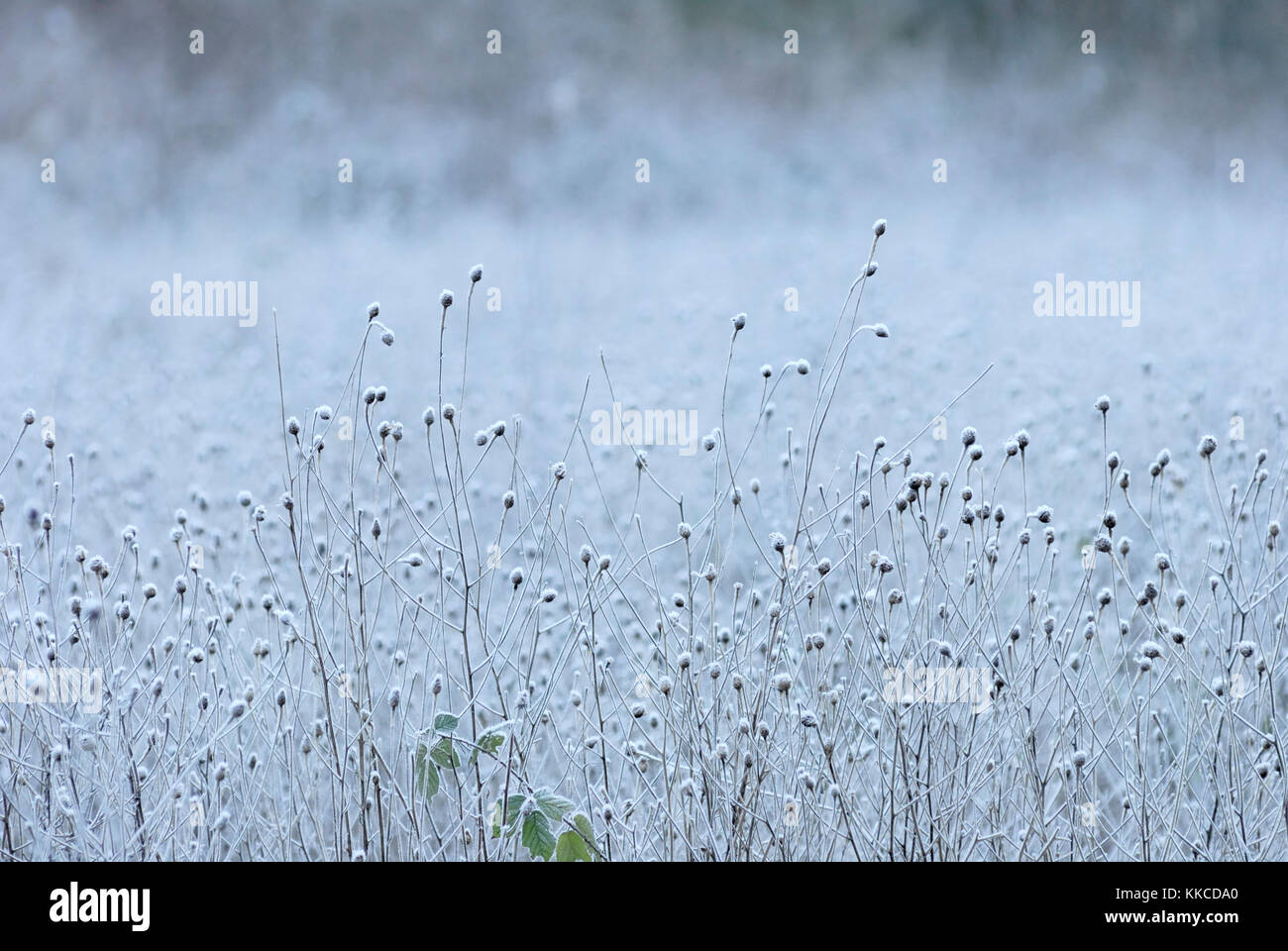 A field of Black Knapweed, Centaurea nigra, in heavy frost, Wales, UK ...