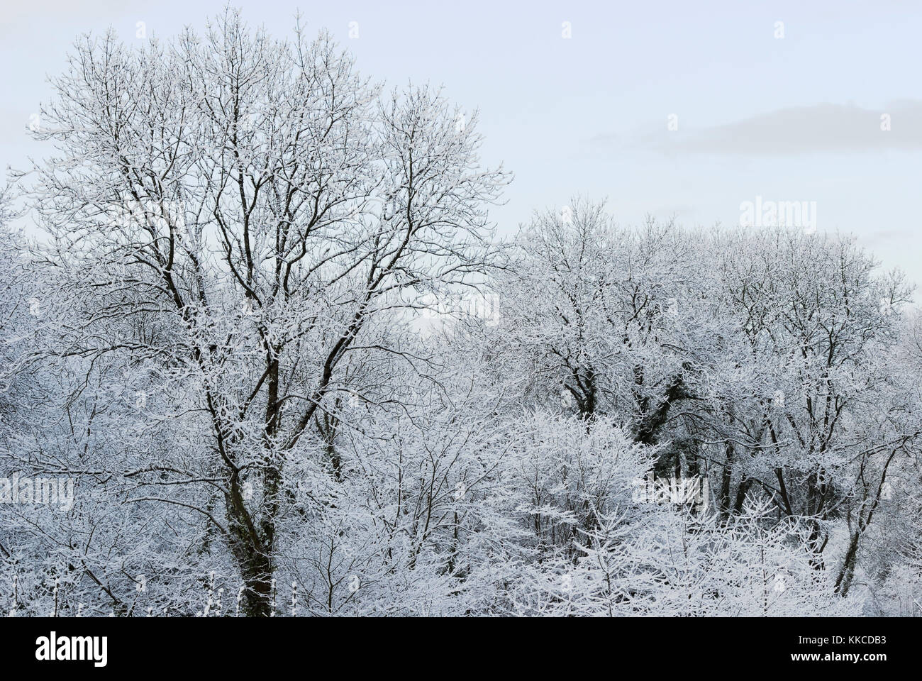 Mature Ash tree, Fraxinus excelsior, in snow, Wales, UK Stock Photo - Alamy