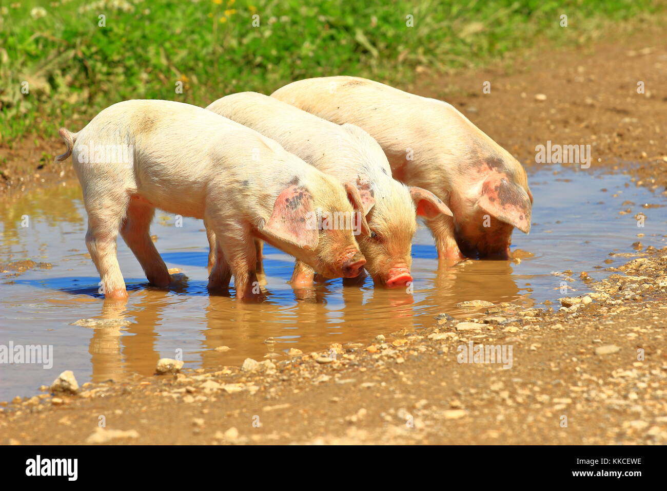 Three little piglets on farm Stock Photo - Alamy