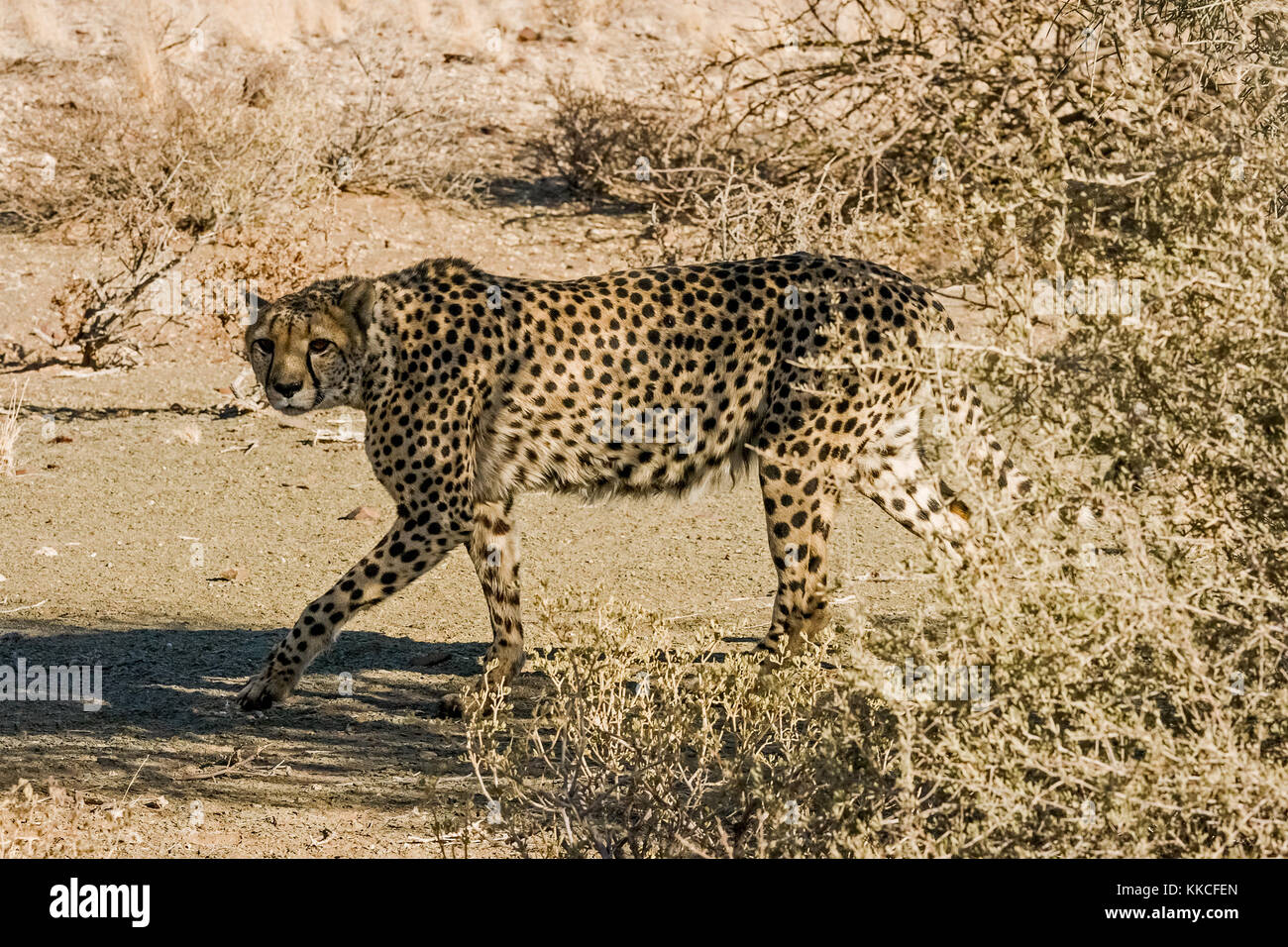 Impala teeth hi-res stock photography and images - Alamy