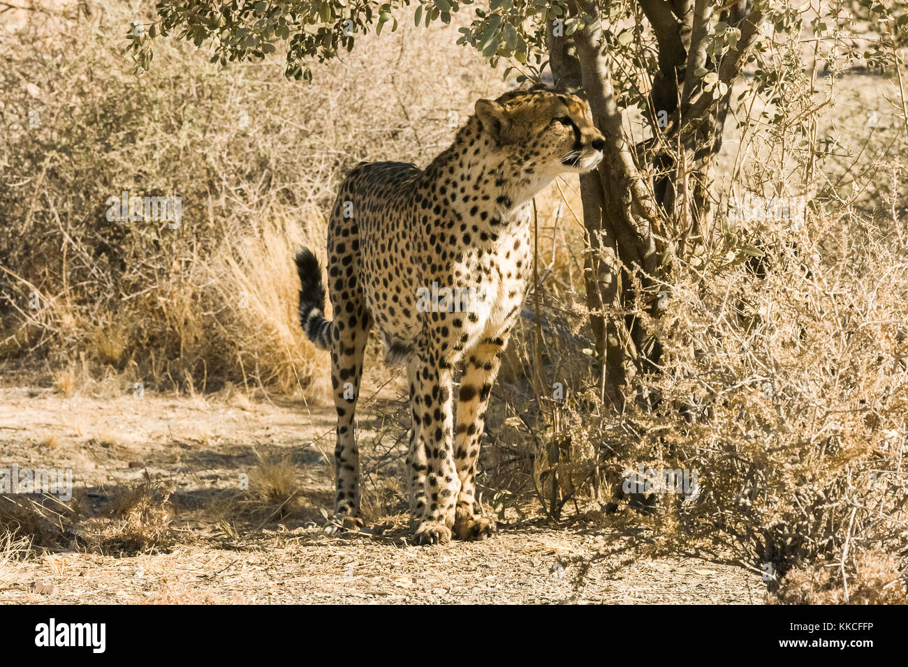 A cheetah standing up and observing (Acinonyx jubatus), Namibia Stock ...