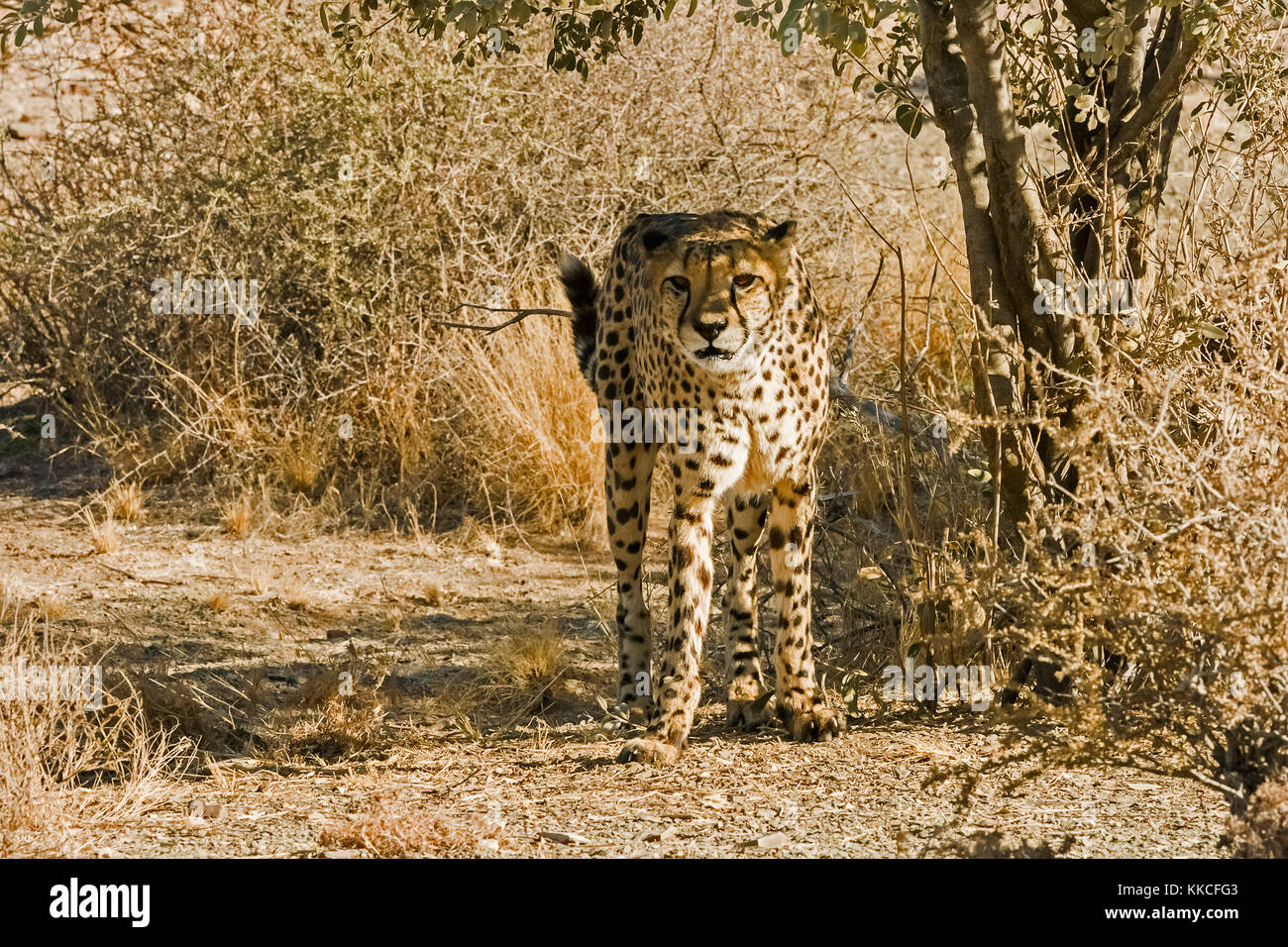 A cheetah standing up and observing (Acinonyx jubatus), Namibia Stock ...