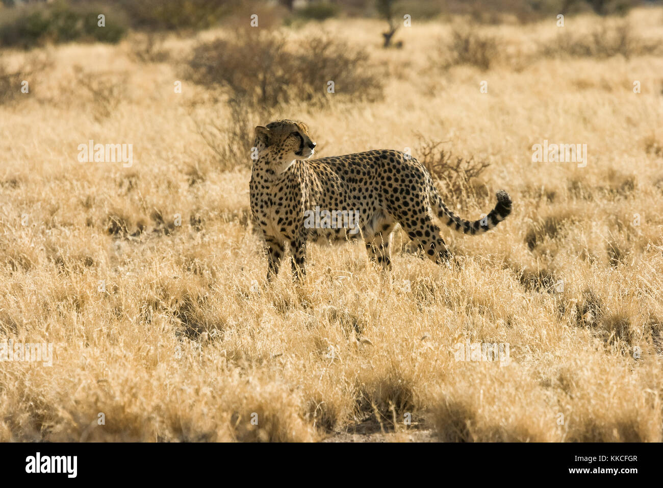 Impala teeth hi-res stock photography and images - Alamy