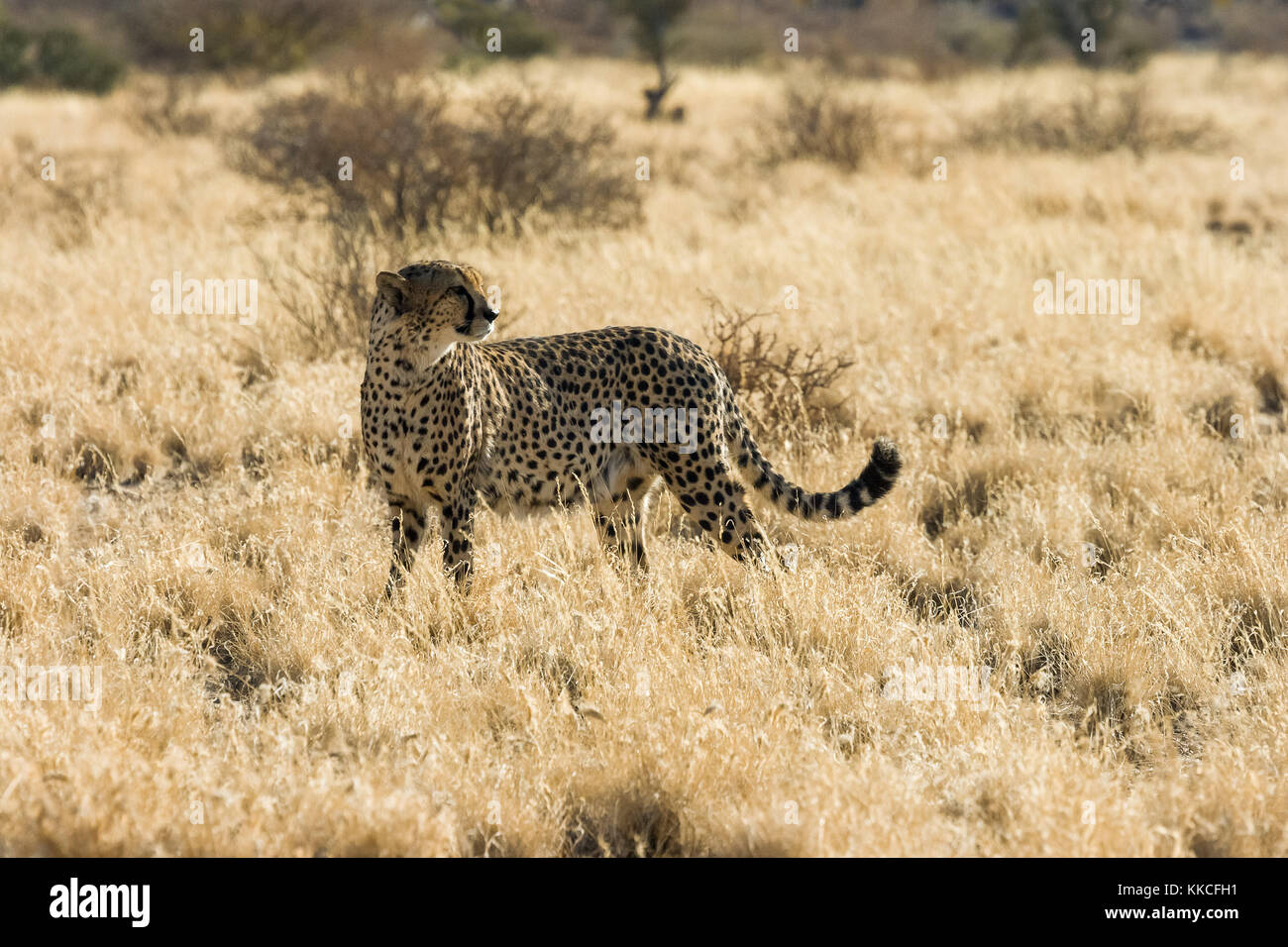 Impala teeth hi-res stock photography and images - Alamy