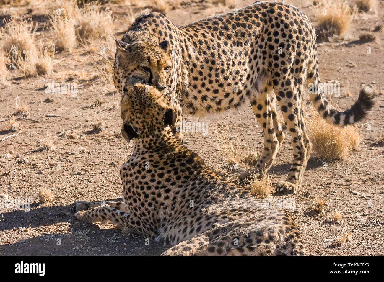 Young cheetah siblings licking each other showing affection (Acinonyx ...