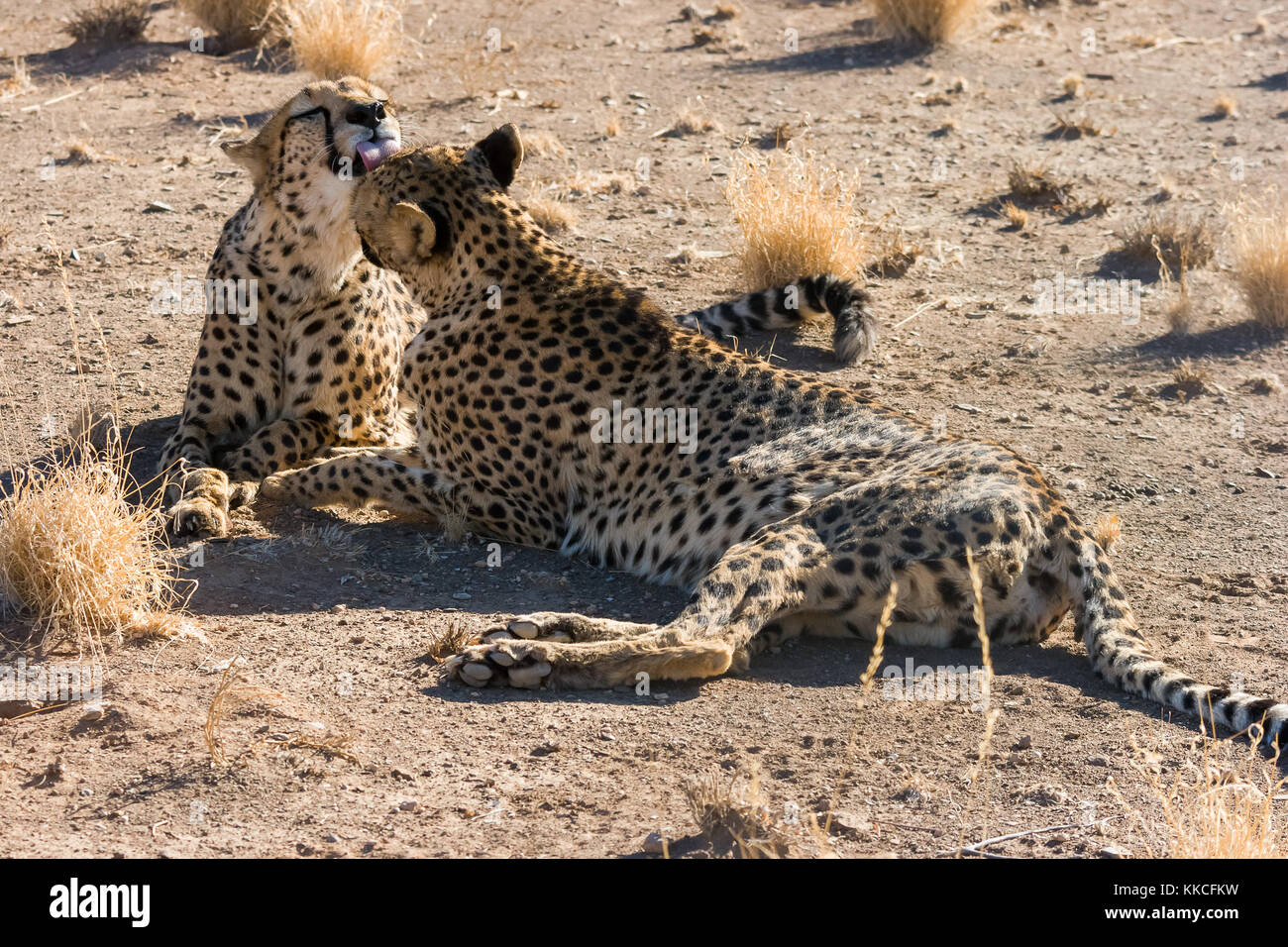 Cheetah face kalahari desert hi-res stock photography and images - Alamy