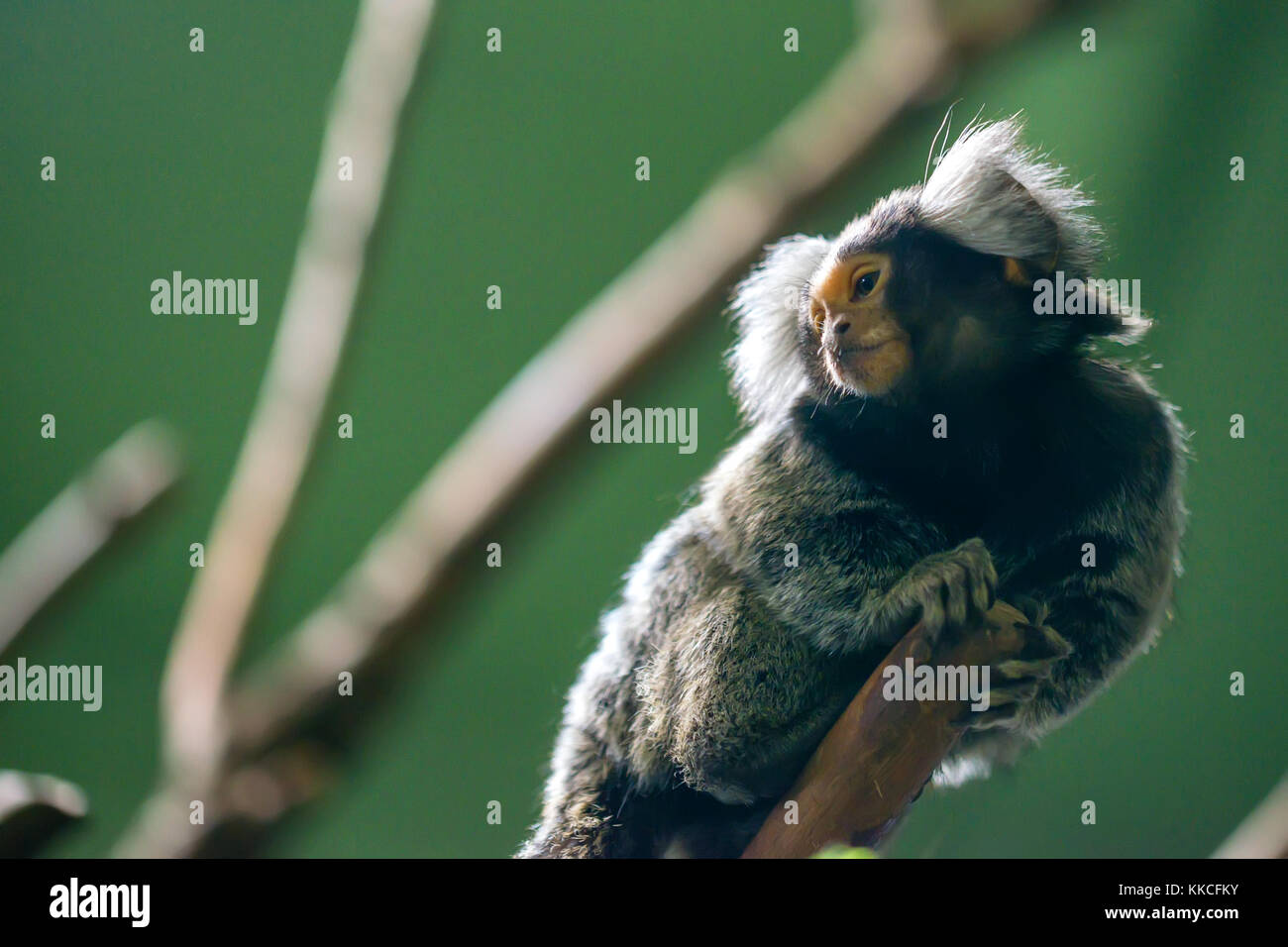 Common marmoset or Callithrix jacchus Stock Photo - Alamy