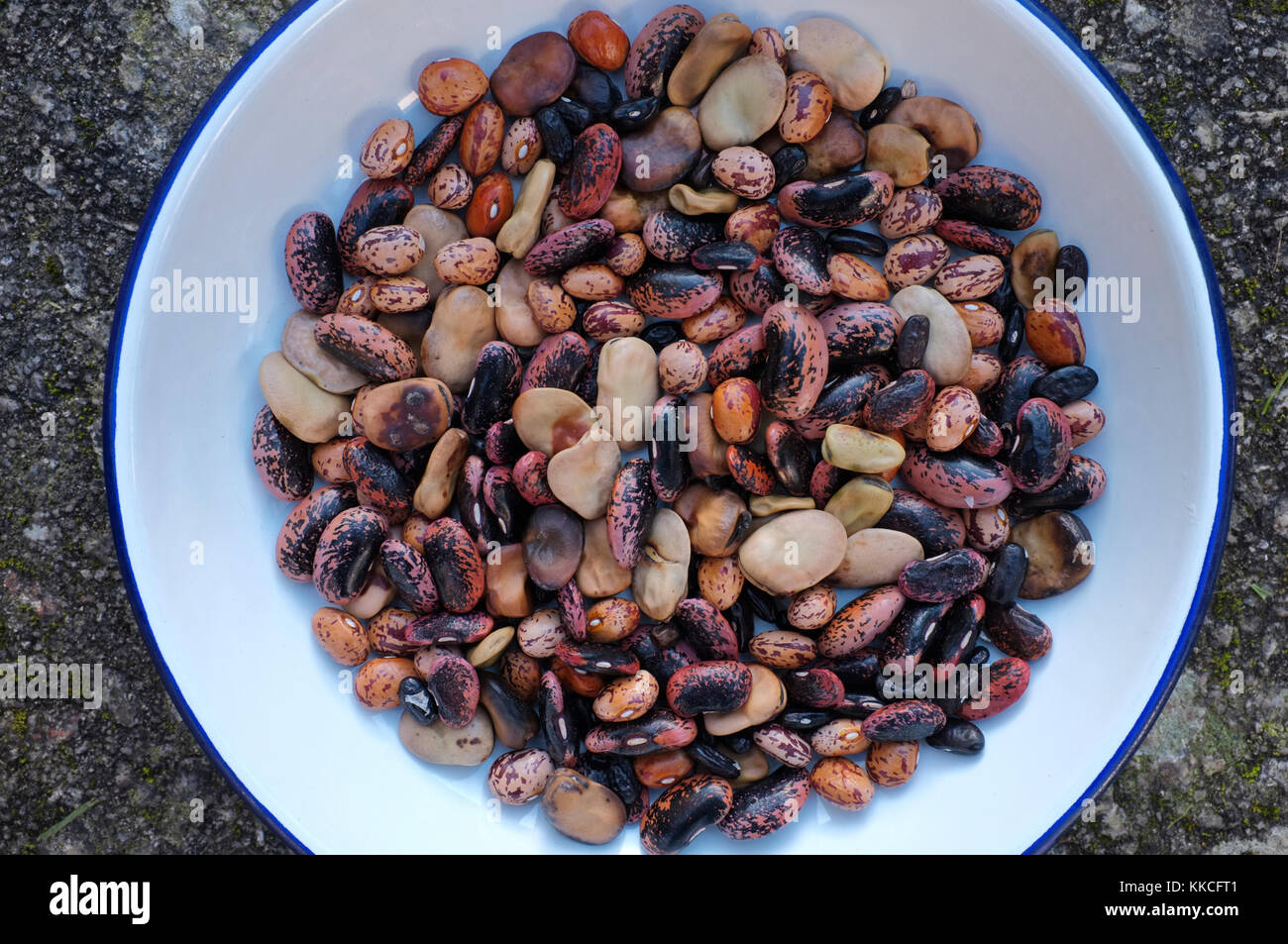 Storing dried beans for following year hi-res stock photography and ...