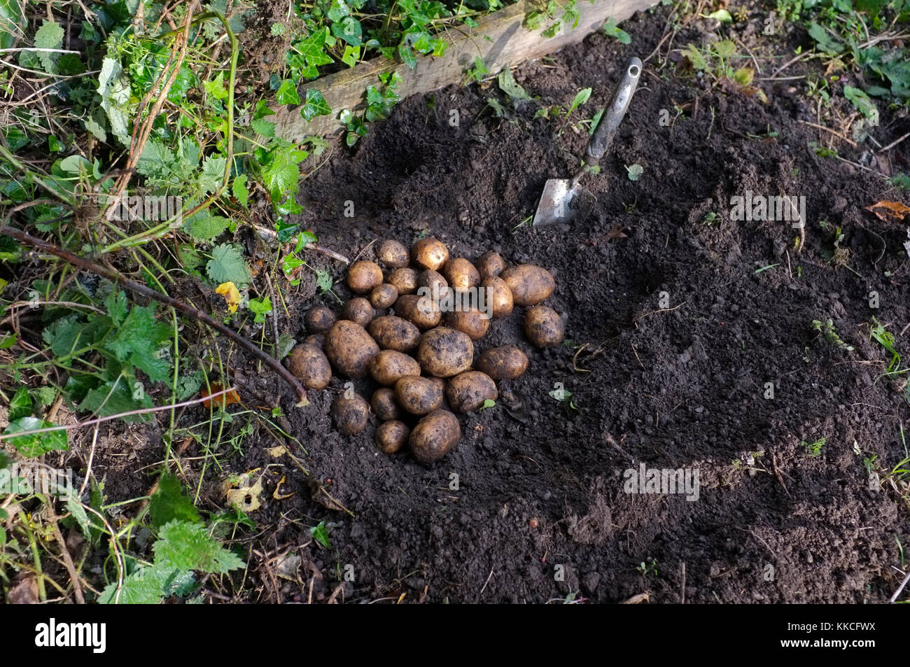 Freshly dug home grown potatoes Stock Photo - Alamy