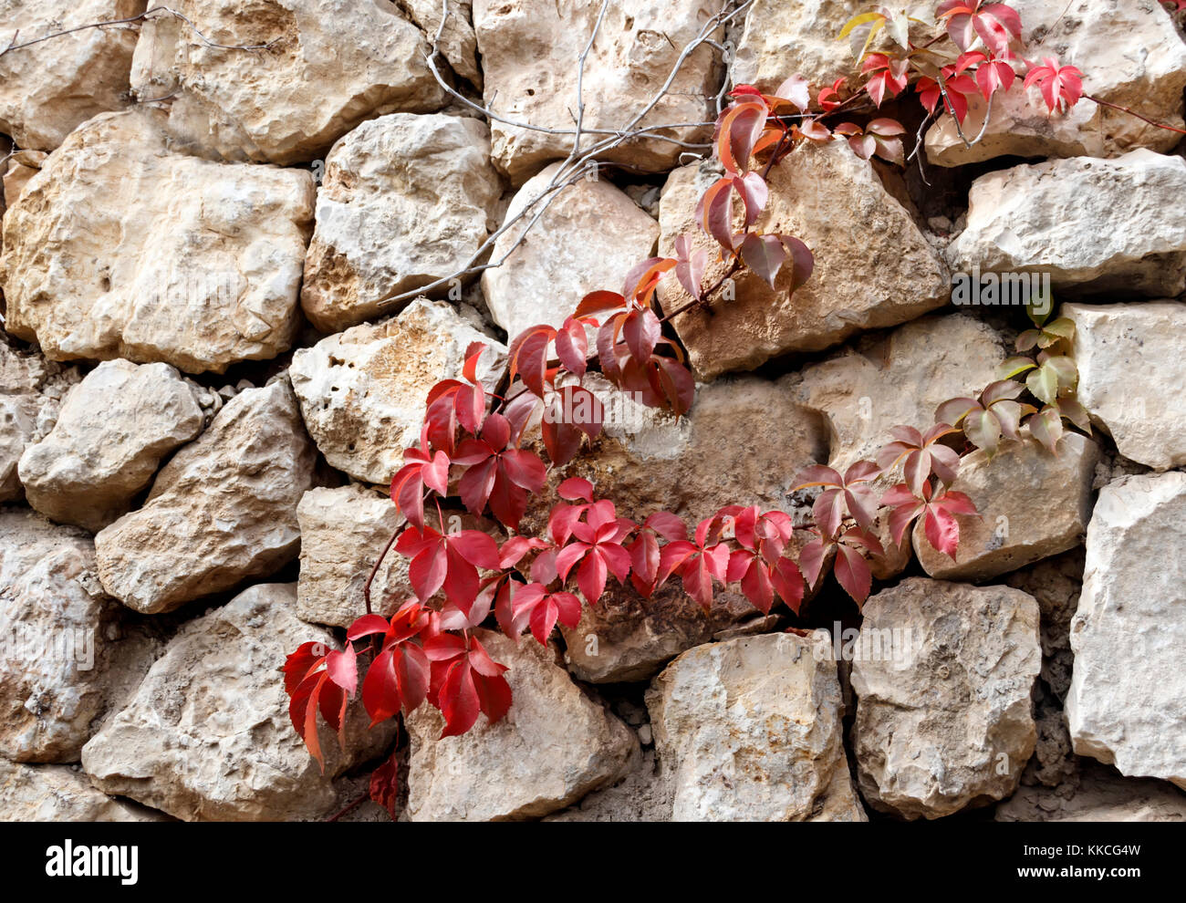 Stone wall with red ivy autumn leaves on it Stock Photo - Alamy