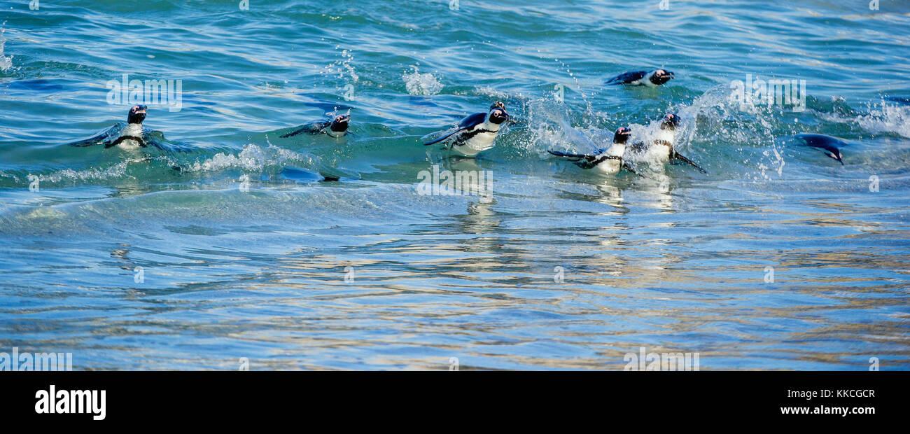 African penguins swim in the blue water of the ocean and foam of the ...