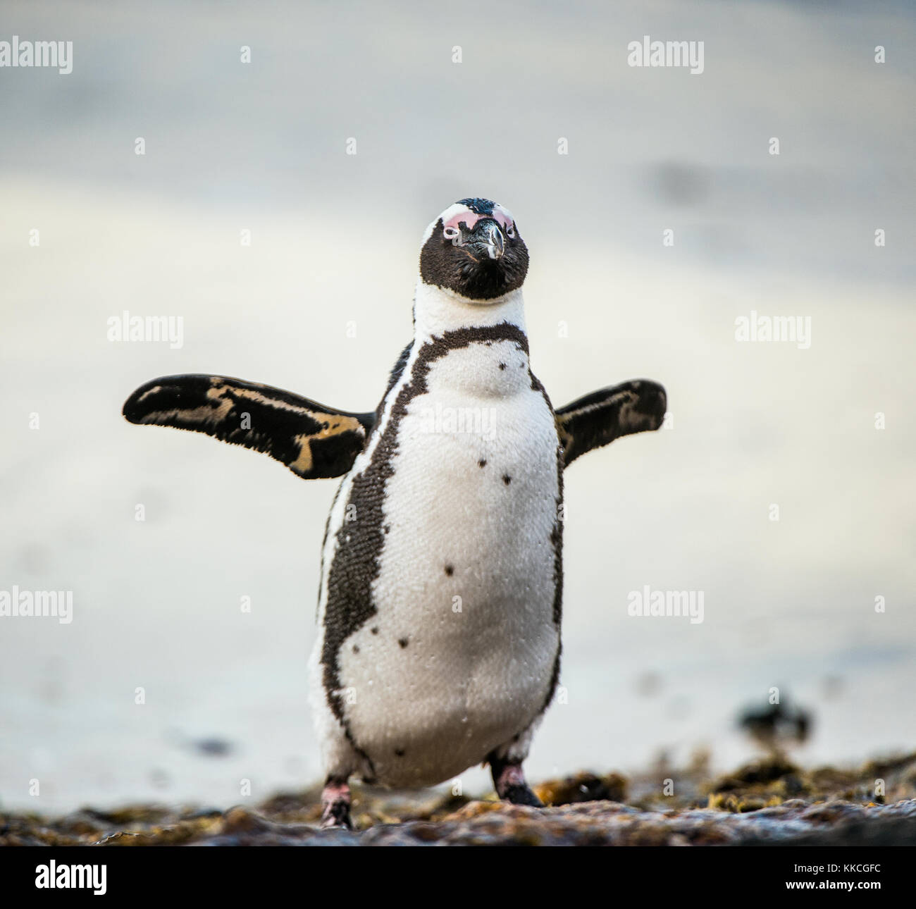 African penguin (spheniscus demersus) at the Boulders colony. Also ...