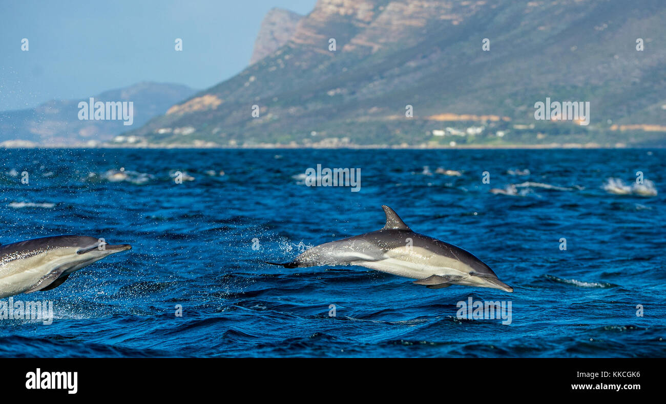 Dolphins, swimming in the ocean and hunting for fish. The jumping ...