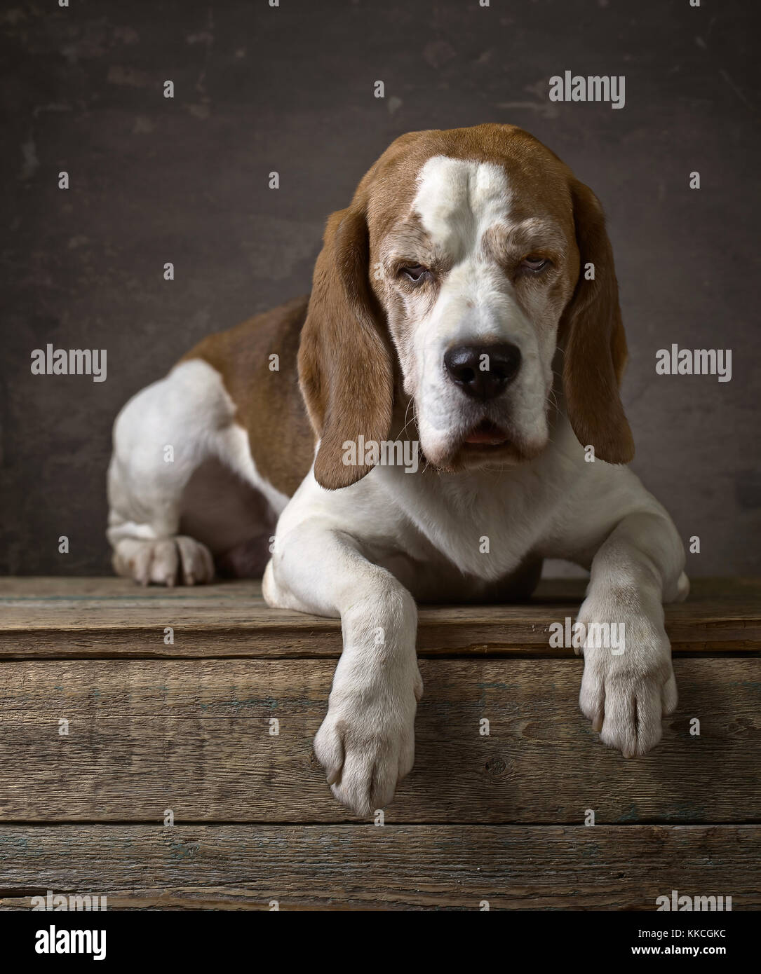 Purebred beagle hi-res stock photography and images - Alamy
