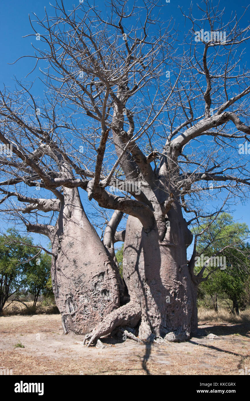 An old Baobab Tree (Adansonia digitata) in the Caprivi Strip in ...