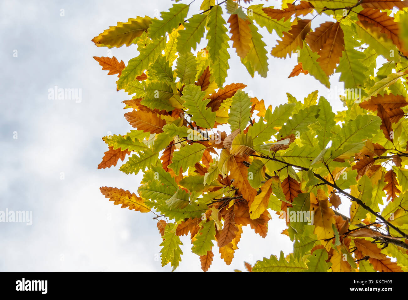Branch of an oak tree with a yellow green autumn foliage Stock Photo ...