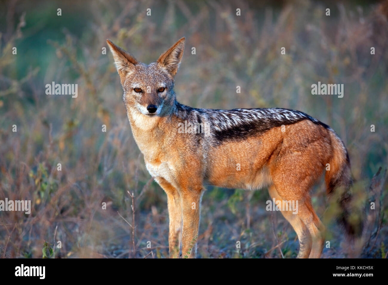 Black Backed Jackal