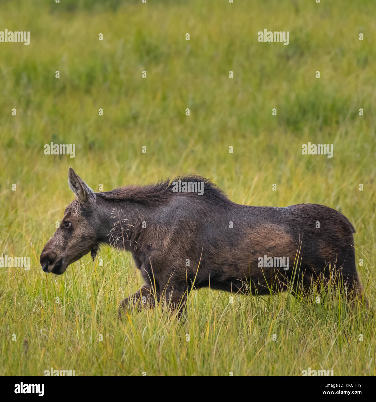 Calf Moose Running High Resolution Stock Photography and Images - Alamy