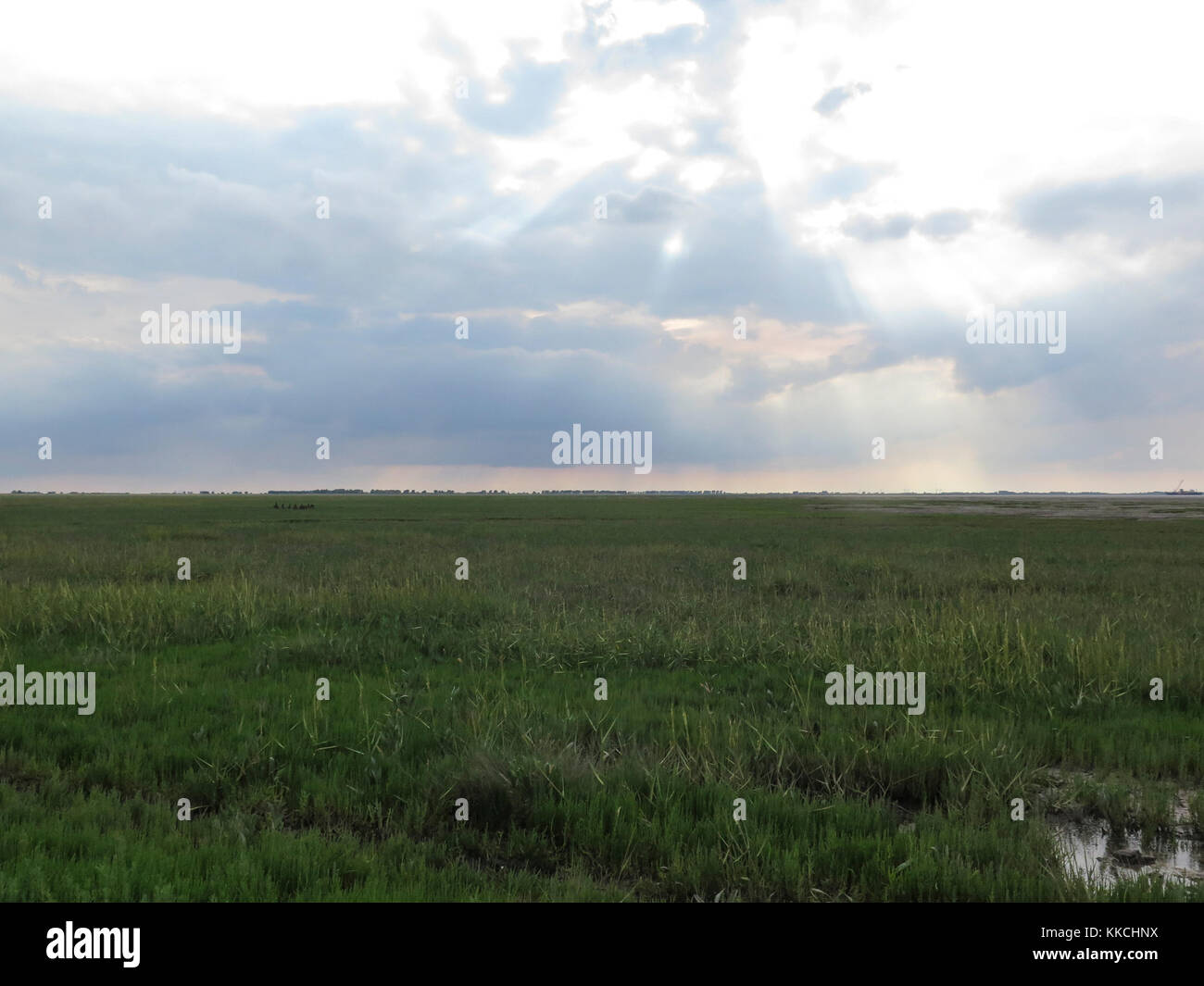 Views of The Wash, Terrington St Clements marshes, King's Lynn, Norfolk ...